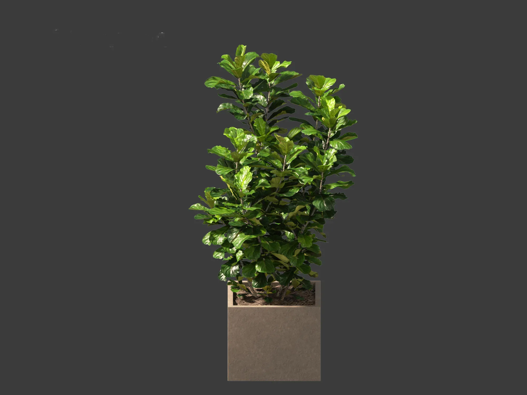 Ficus pandurata - banjo fig - FlippedNormals
