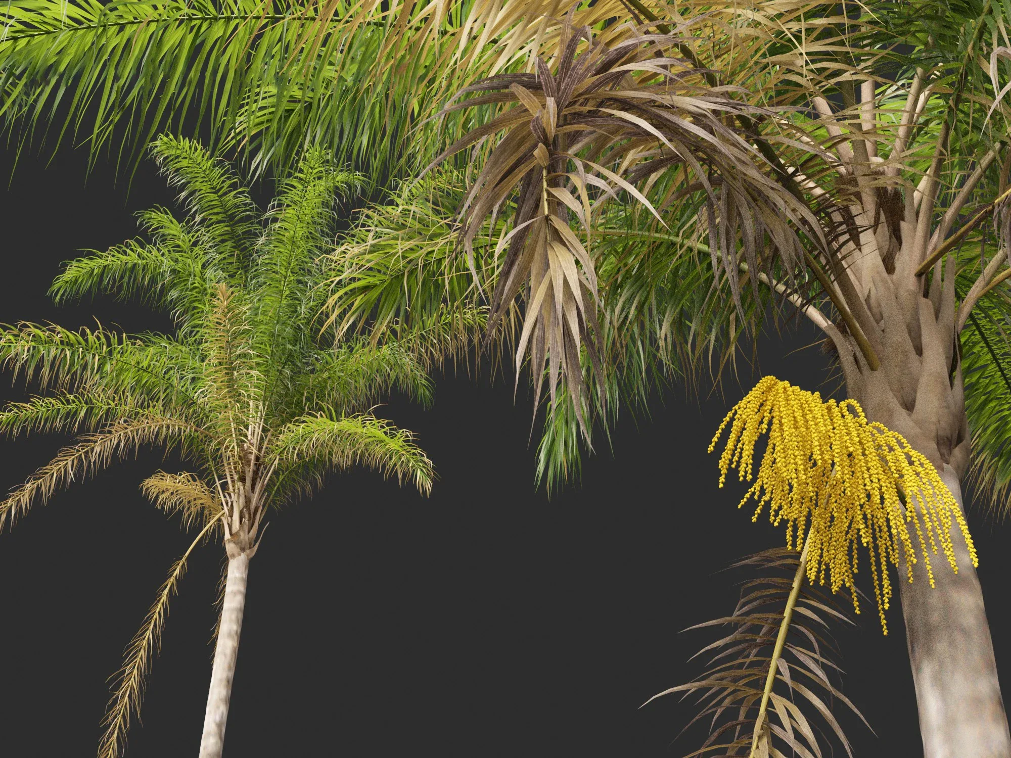 Syagrus romanzoffiana - the queen - FlippedNormals