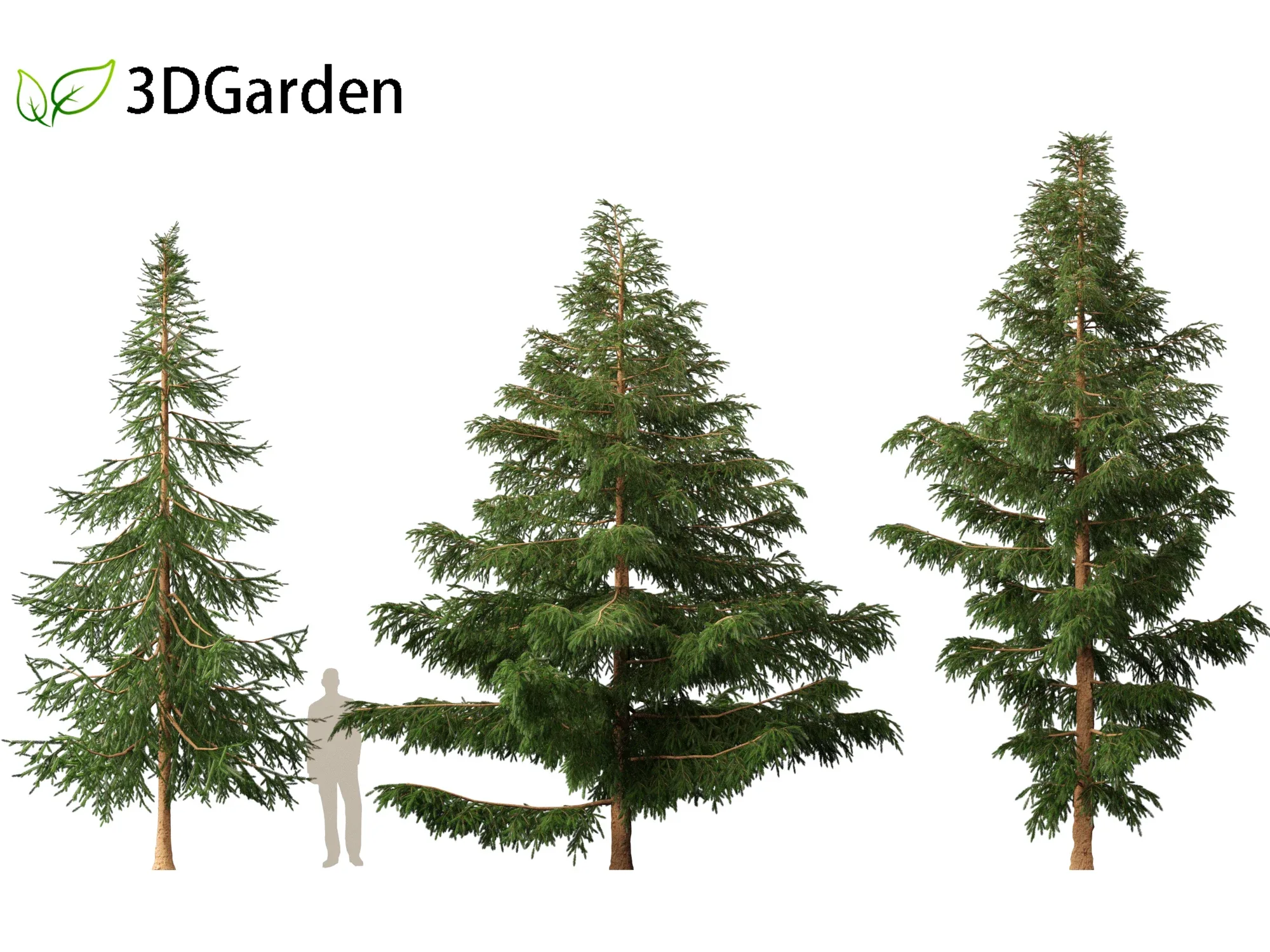 Picea rubens - Red spruce - FlippedNormals