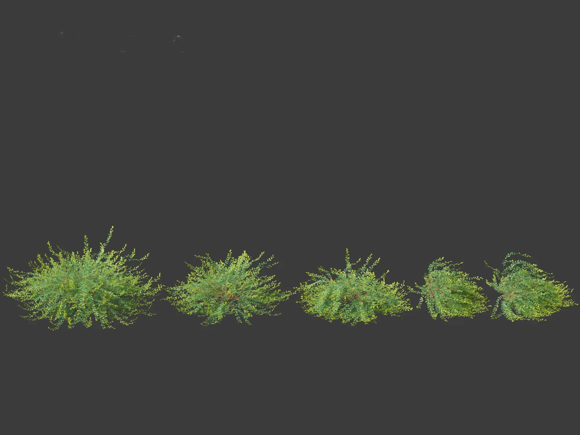 Phyllanthus Cochinchinensis - Vietnam - FlippedNormals