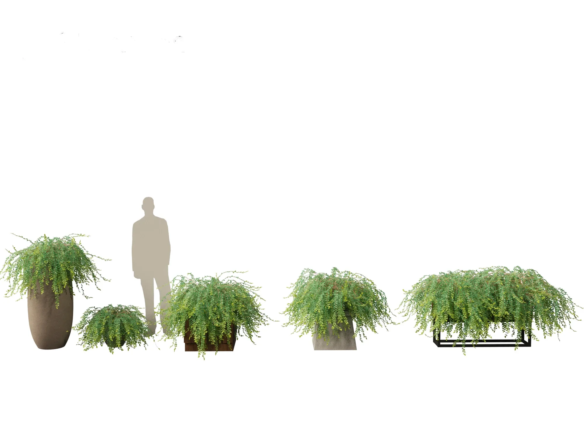 Phyllanthus Cochinchinensis - Vietnam - FlippedNormals