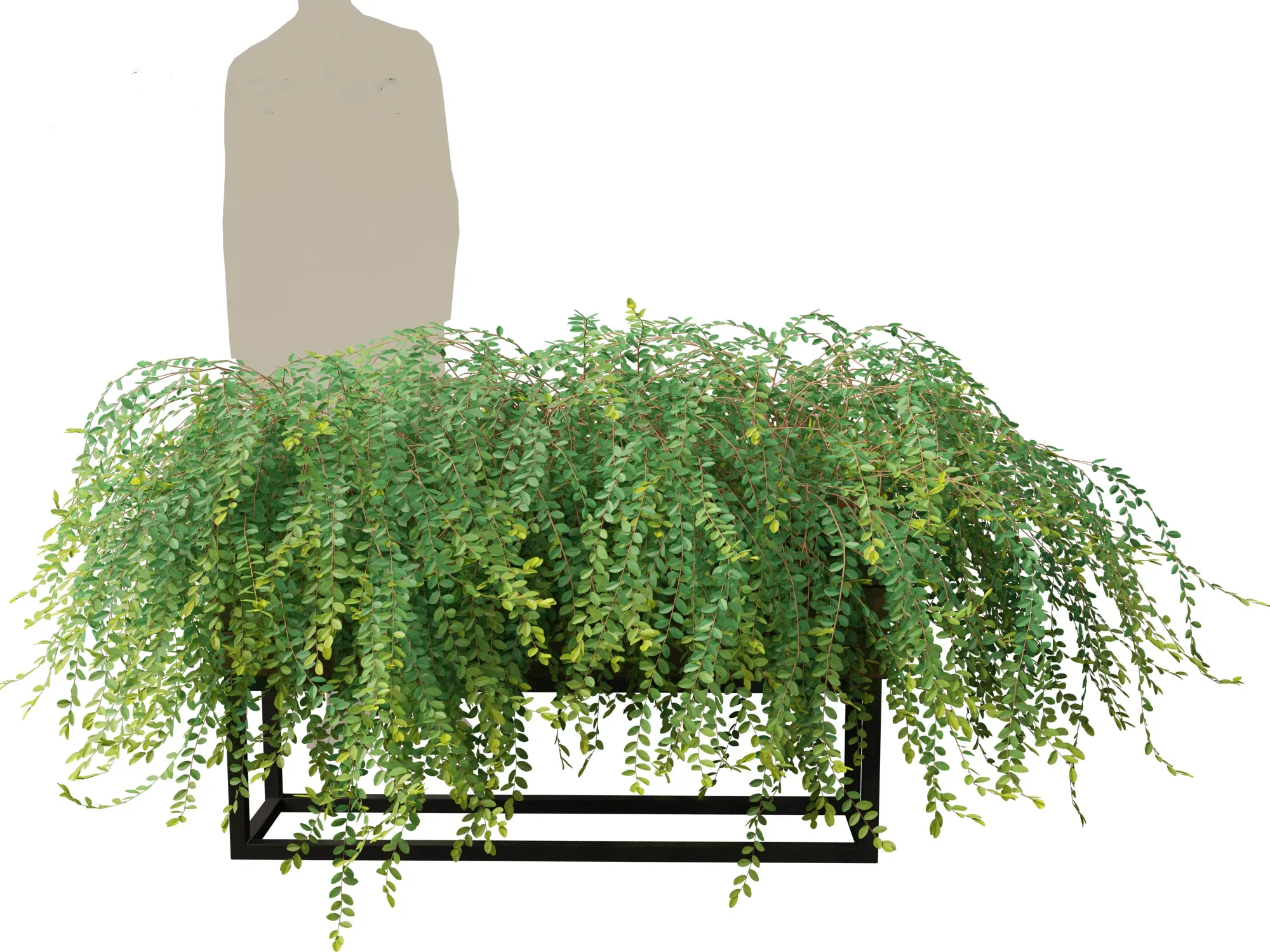 Phyllanthus Cochinchinensis - Vietnam - FlippedNormals