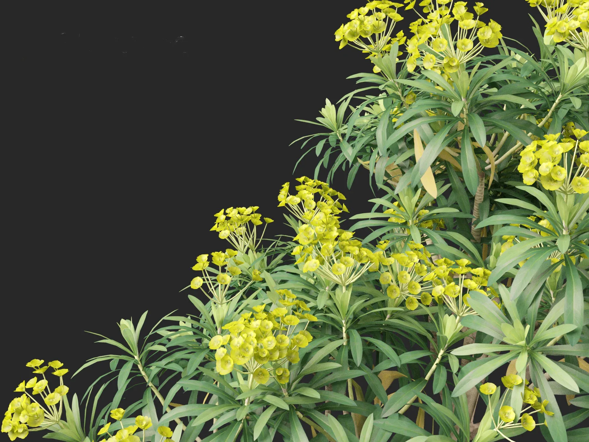 Euphorbia bourgeana - Tree Euphoria - FlippedNormals