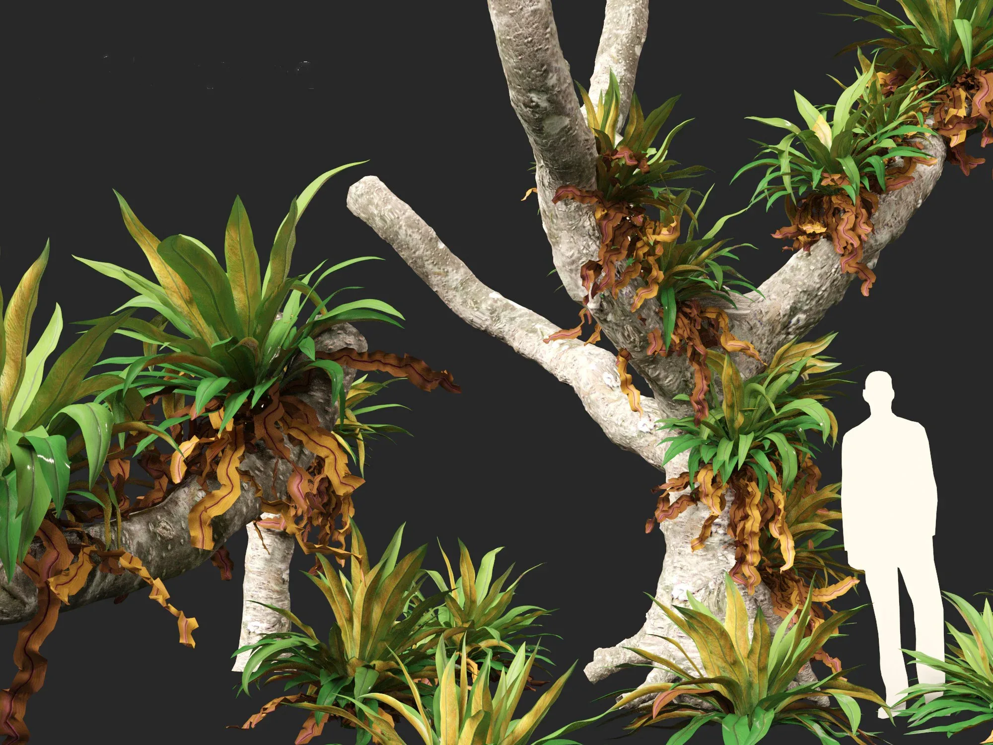 Asplenium nidus - Birds Nest Fern - FlippedNormals