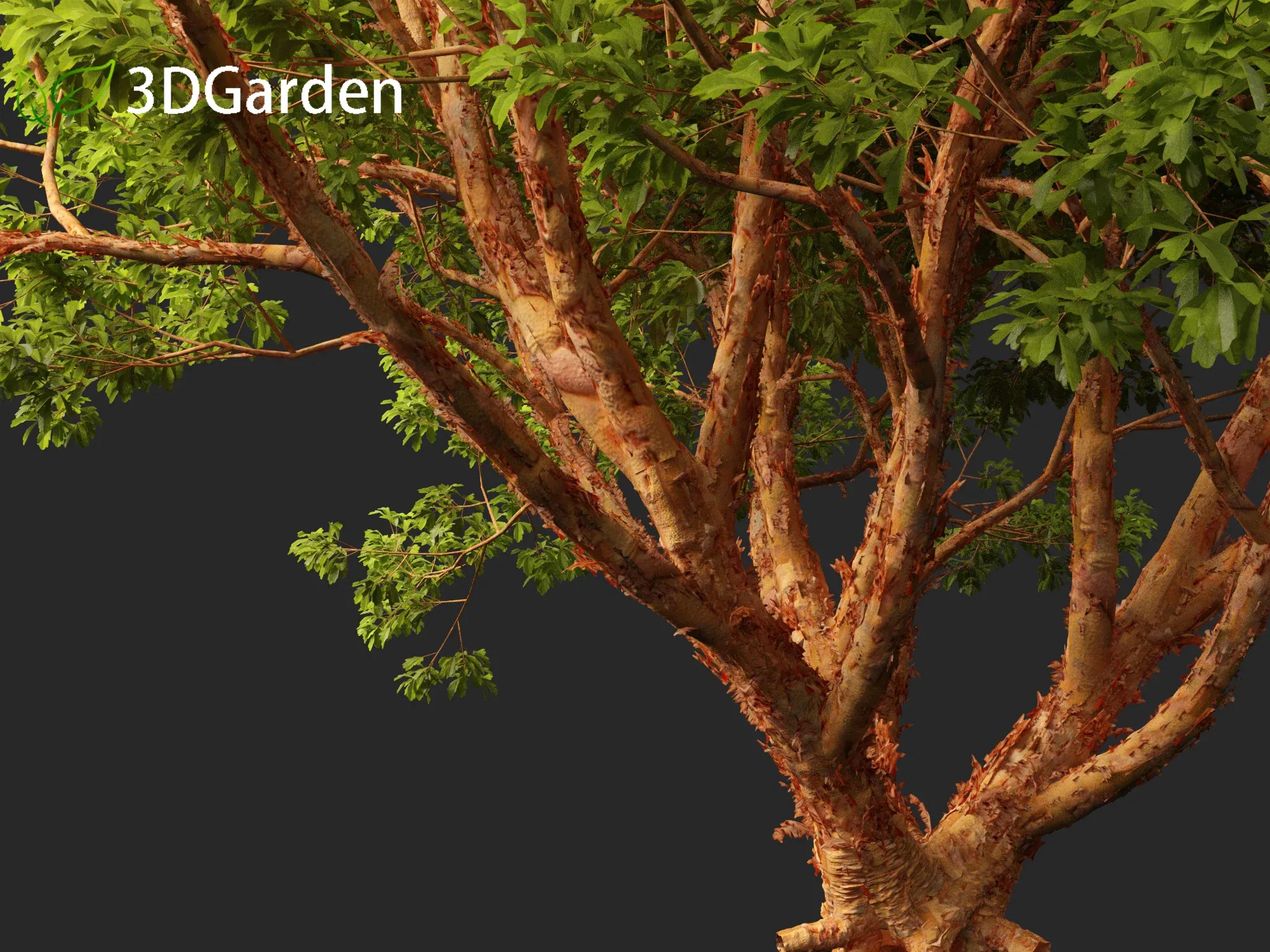 Acer griseum - Paperbark maple - FlippedNormals