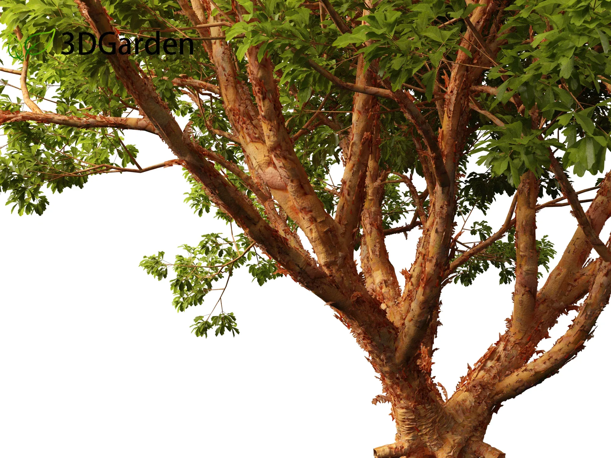 Acer griseum - Paperbark maple - FlippedNormals