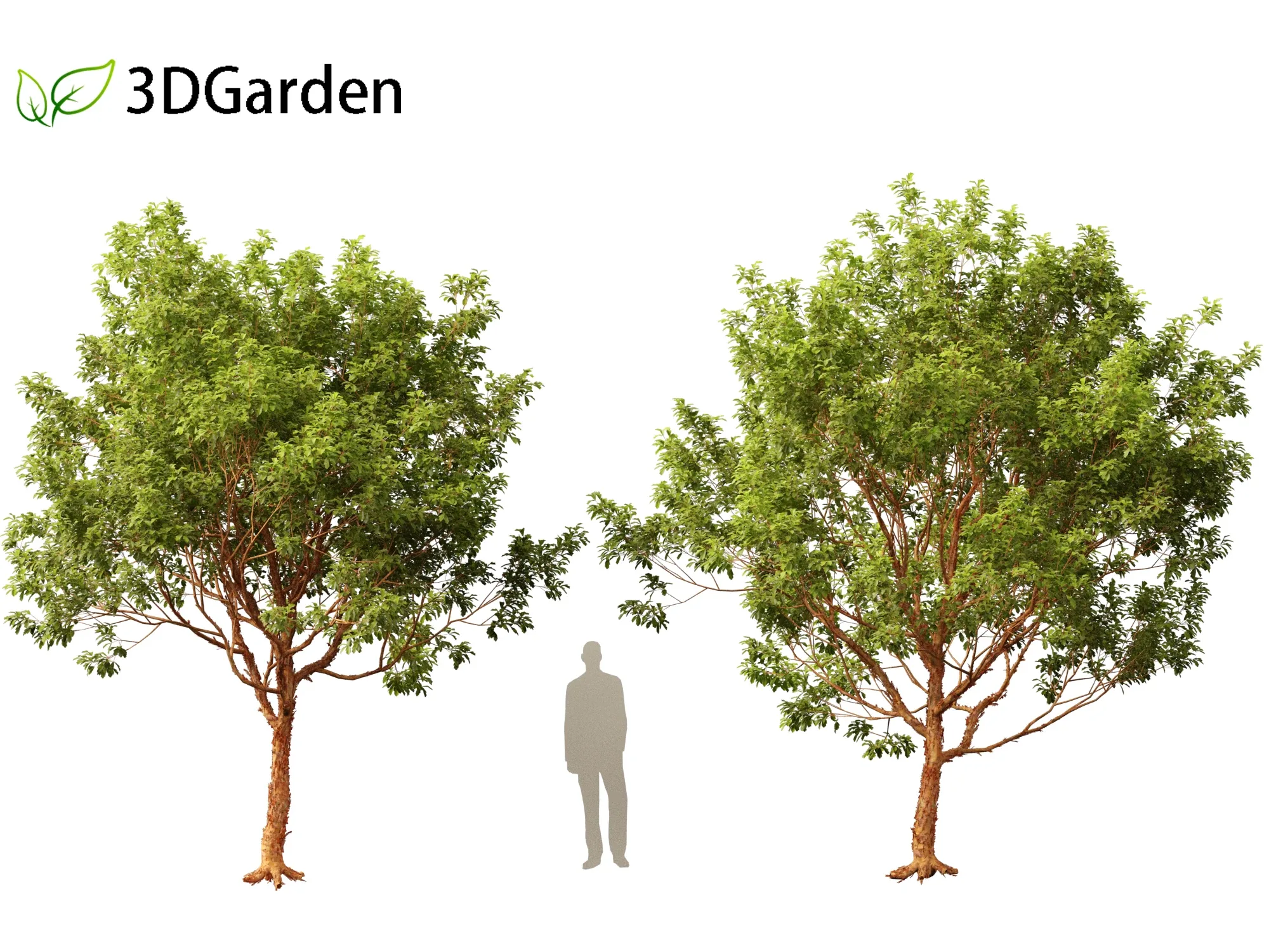 Acer griseum - Paperbark maple - FlippedNormals