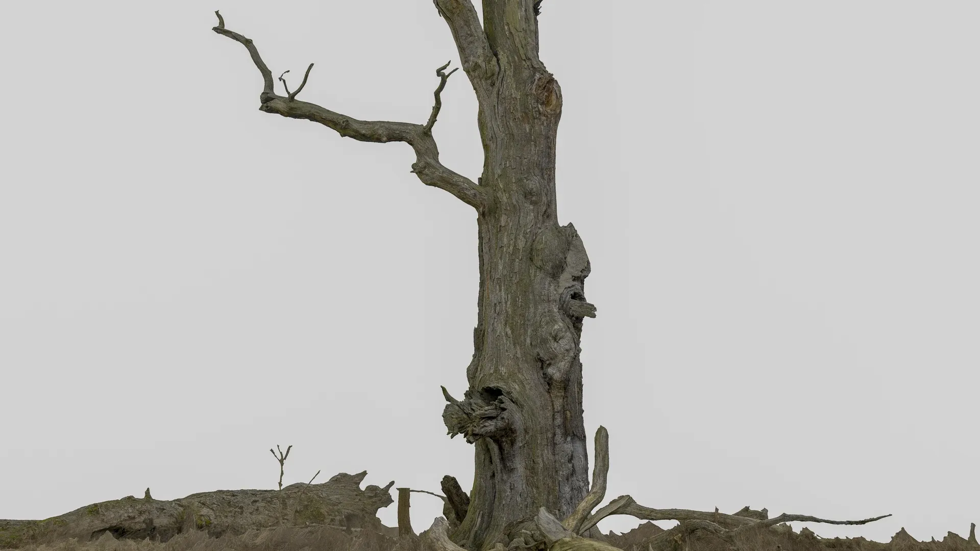 600-year-old dead oak - ENT 01 - FlippedNormals