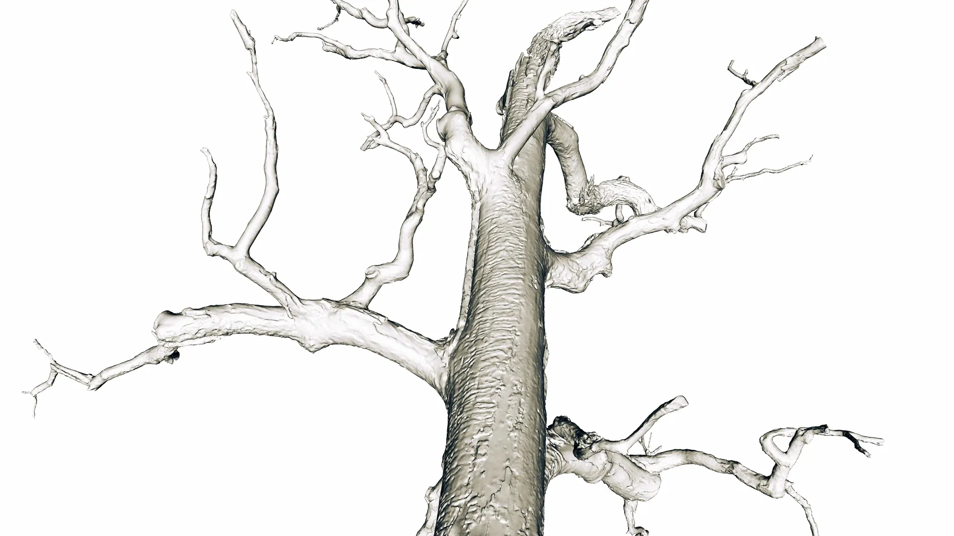 600-year-old dead oak - ENT 02 - FlippedNormals