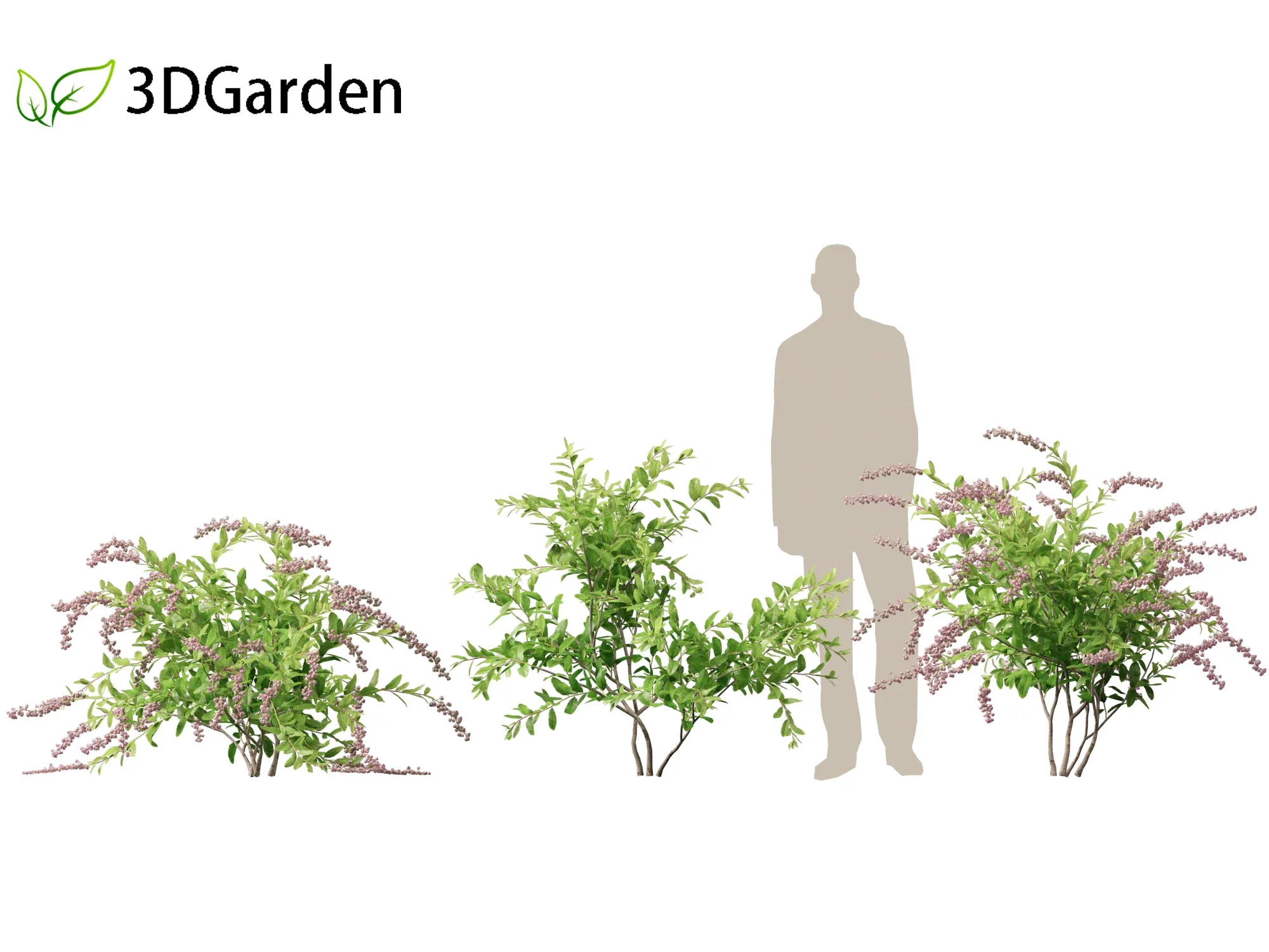 Zenobia pulverulenta Raspberry - FlippedNormals