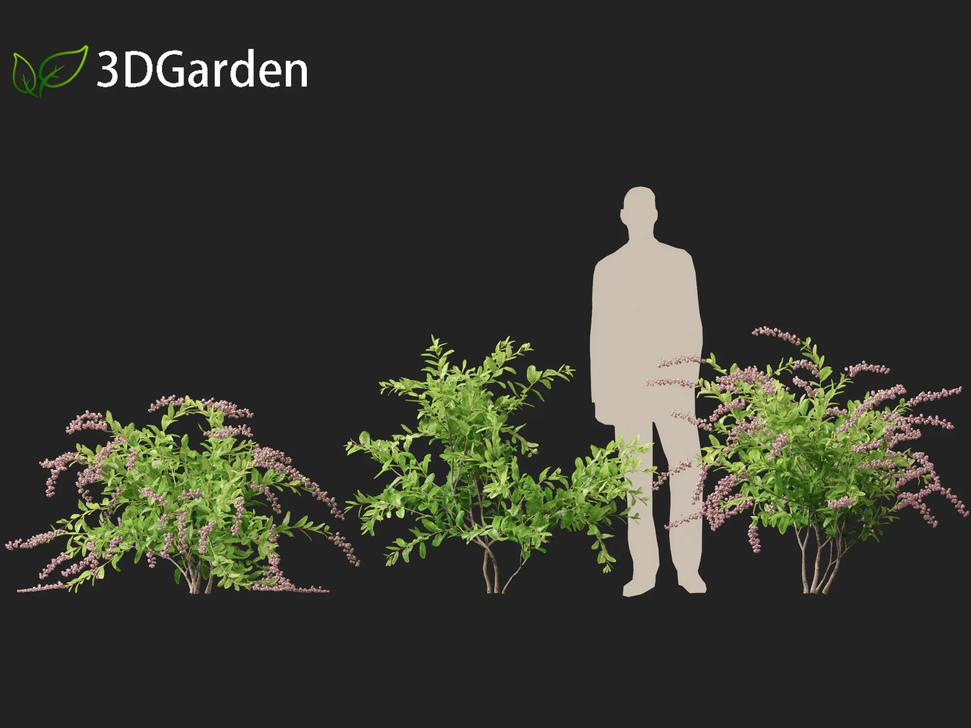 Zenobia pulverulenta Raspberry - FlippedNormals