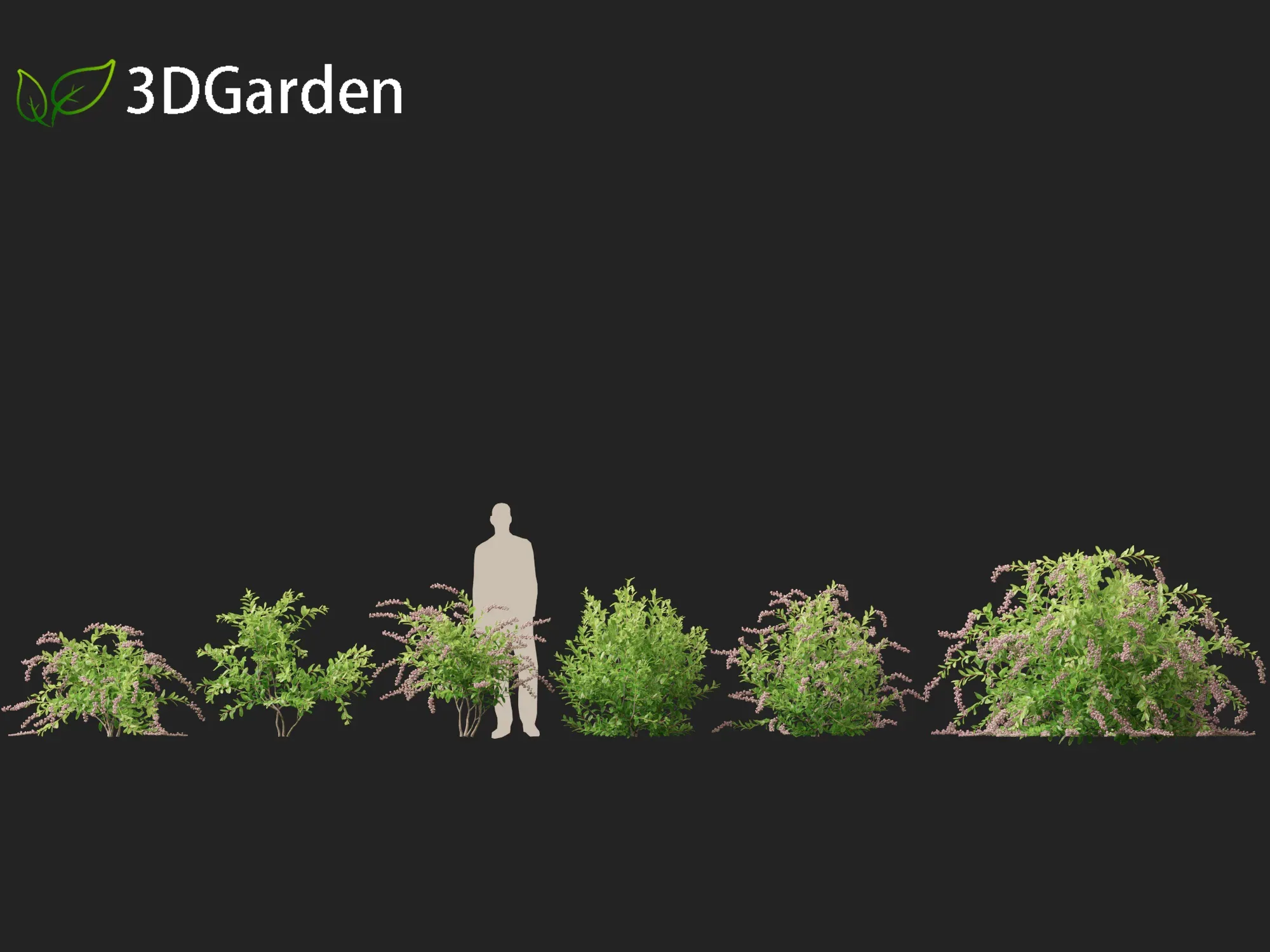 Zenobia pulverulenta Raspberry - FlippedNormals