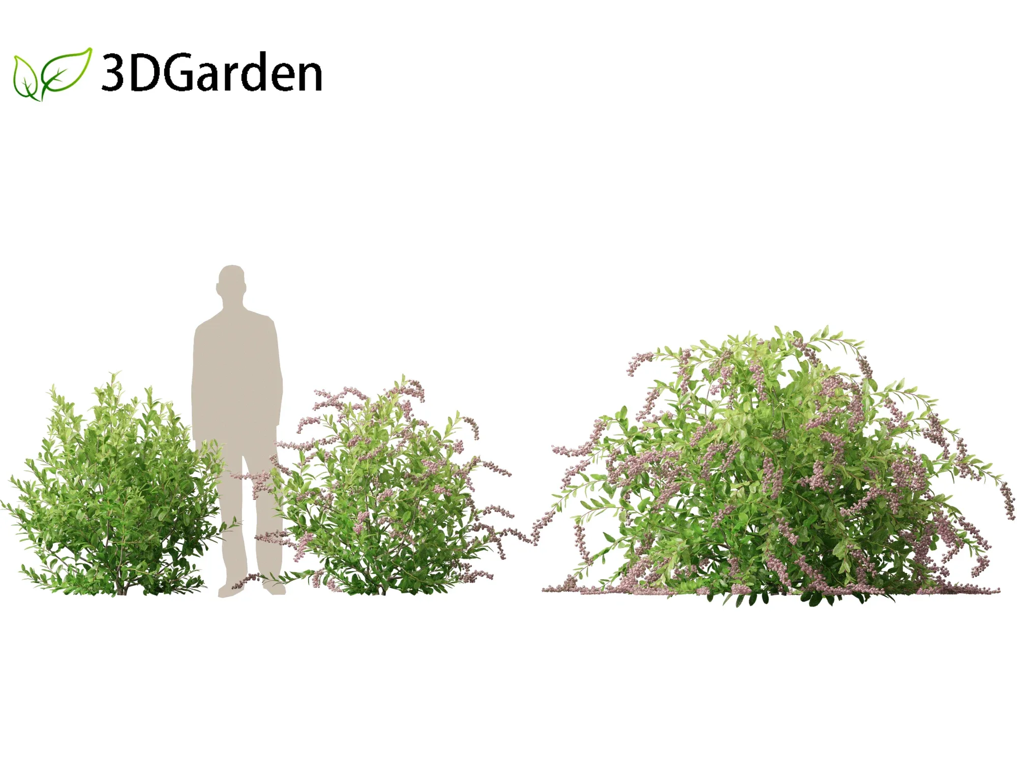 Zenobia pulverulenta Raspberry - FlippedNormals