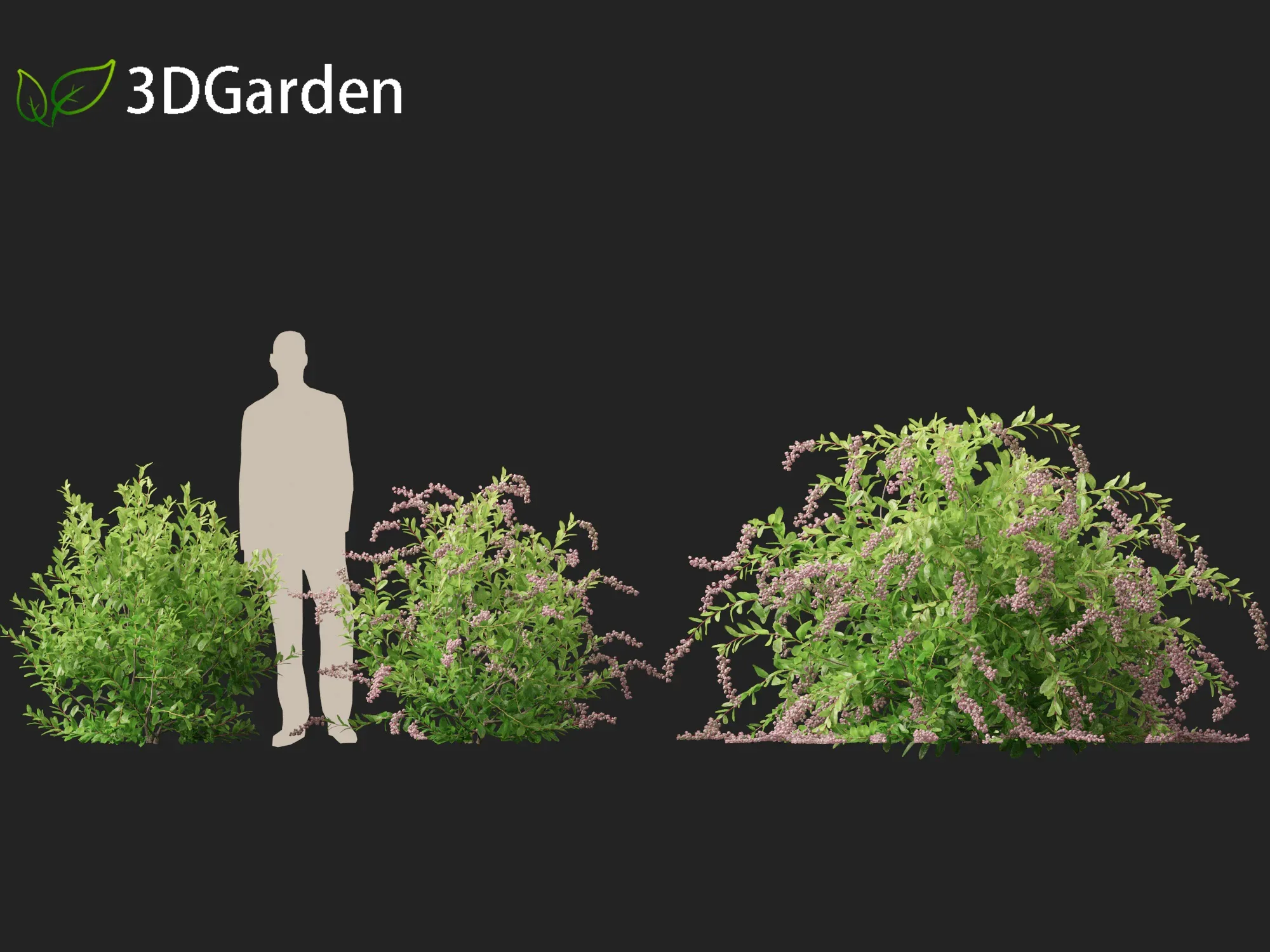 Zenobia pulverulenta Raspberry - FlippedNormals