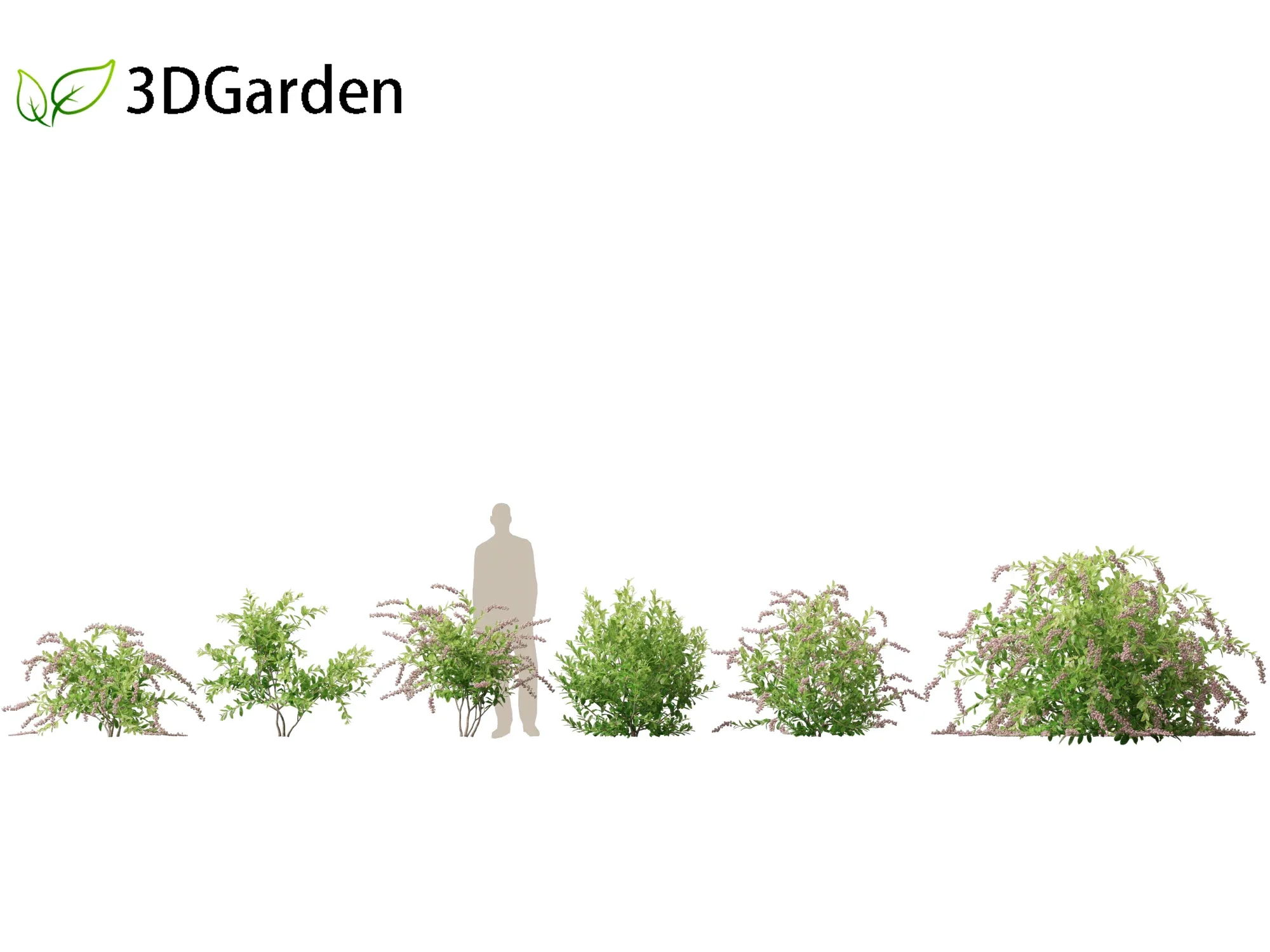 Zenobia pulverulenta Raspberry - FlippedNormals