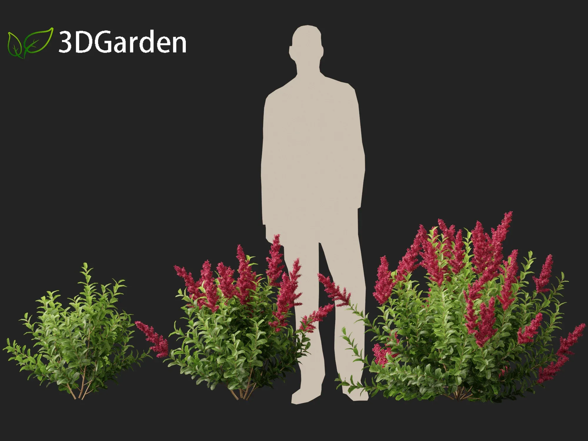 Spiraea douglasii - Western spirea - FlippedNormals