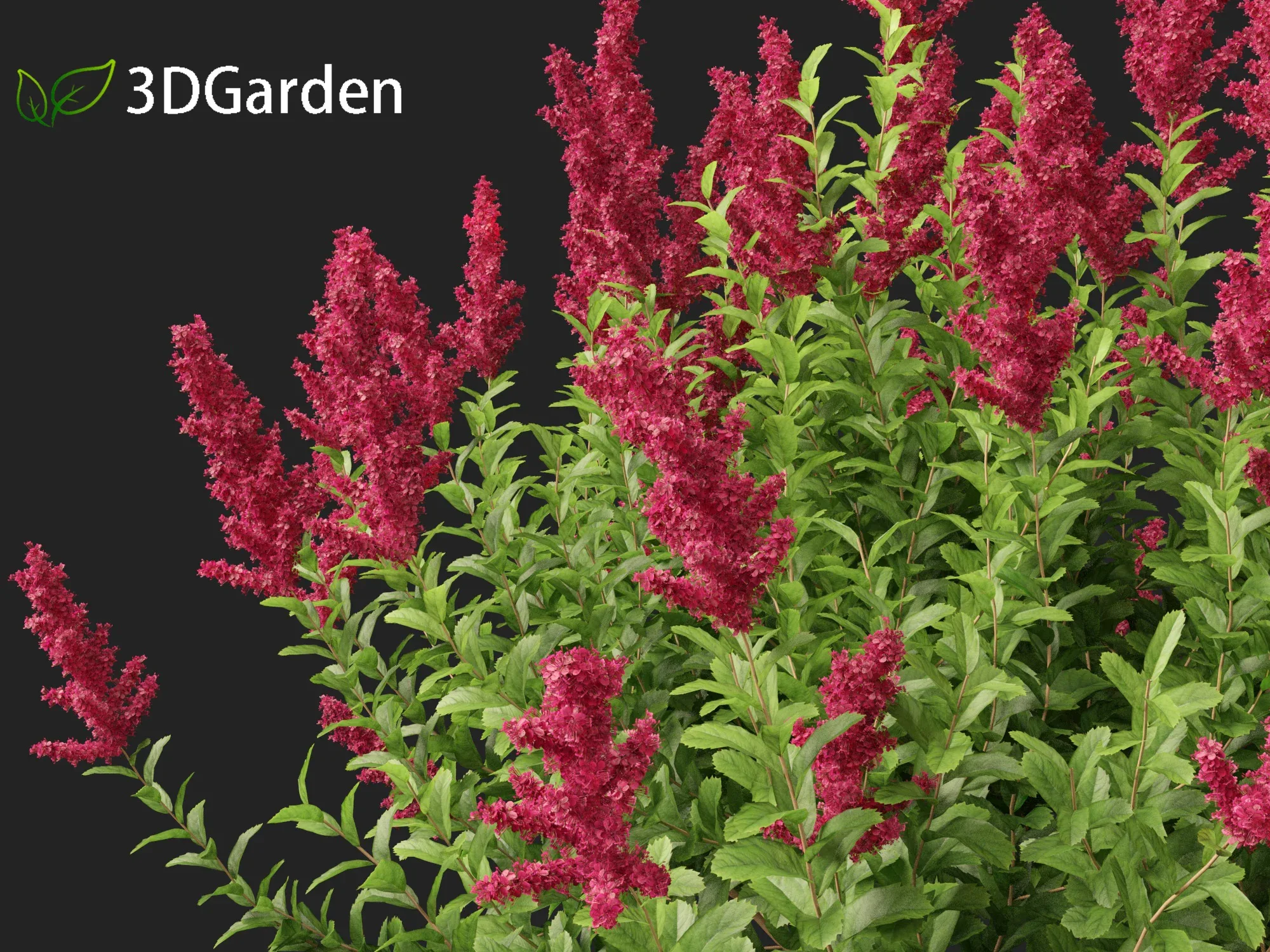 Spiraea douglasii - Western spirea - FlippedNormals