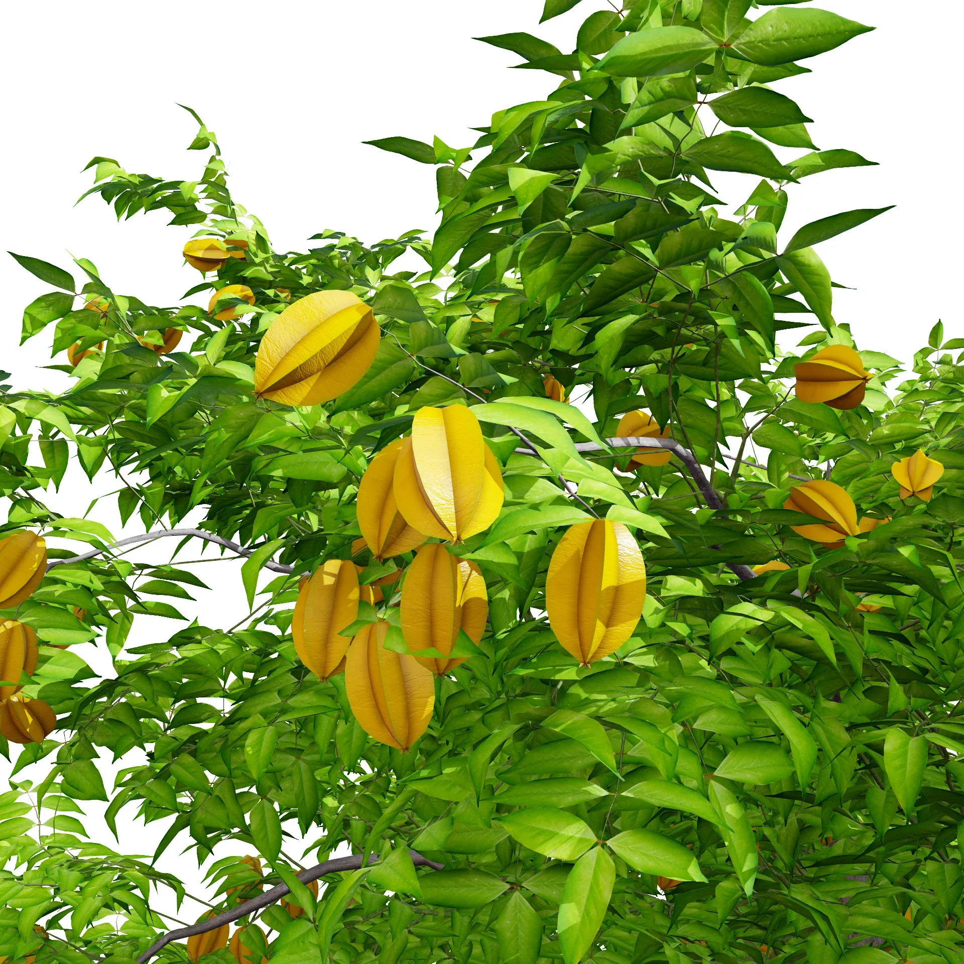 Realistic Starfruit Tree Model - FlippedNormals