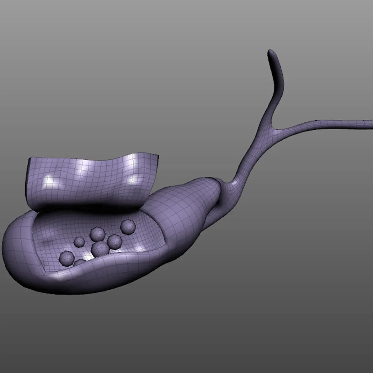 Gallbladder Anatomy - FlippedNormals
