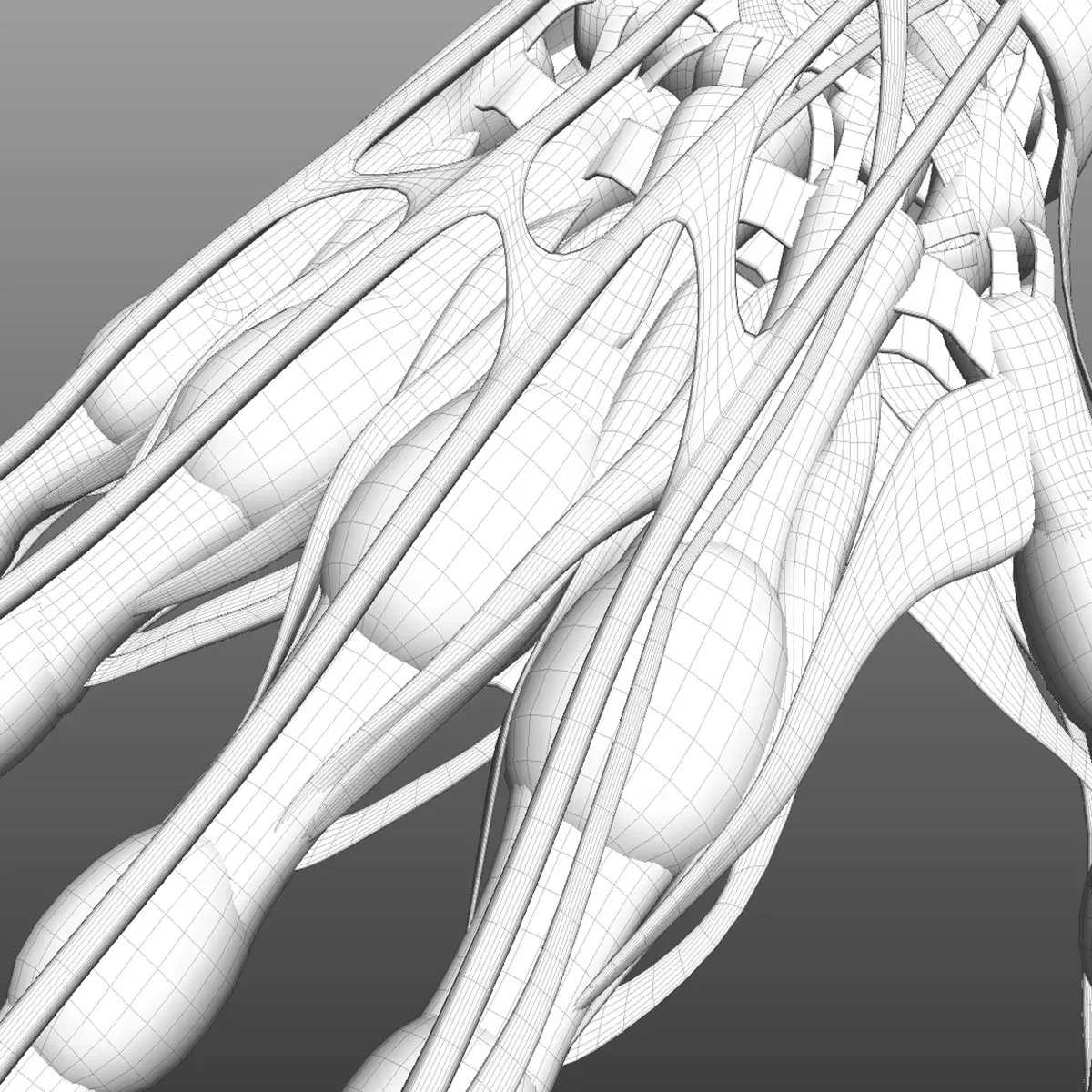 Hand Anatomy - FlippedNormals