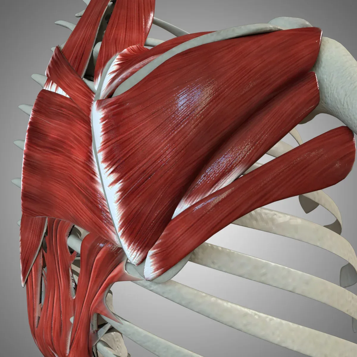 Scapular Muscle - FlippedNormals