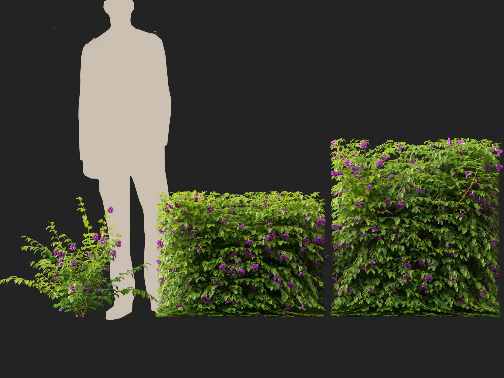 Thunbergia erecta - Bush Clock - FlippedNormals