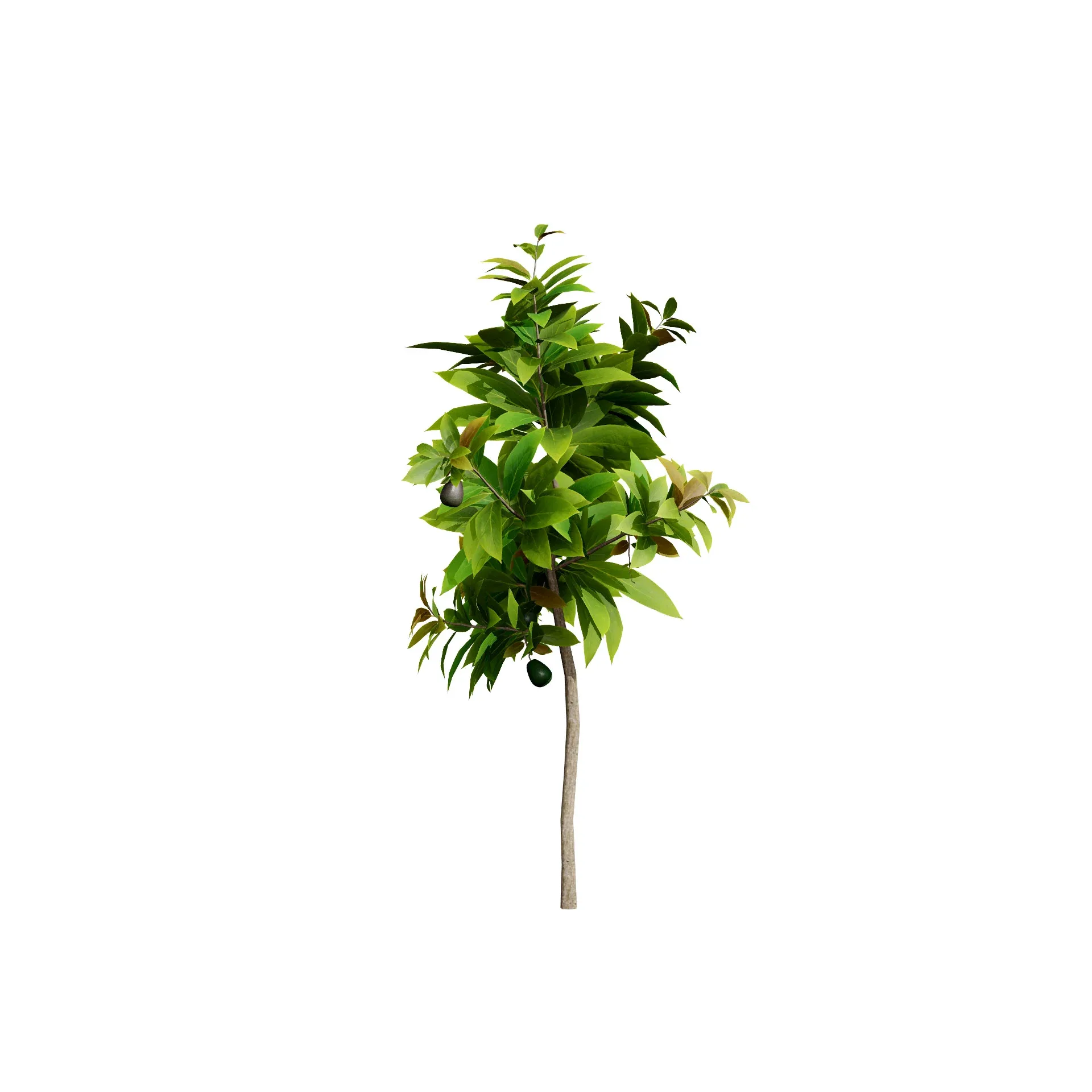 Realistic Avocado Tree 3D Model - FlippedNormals