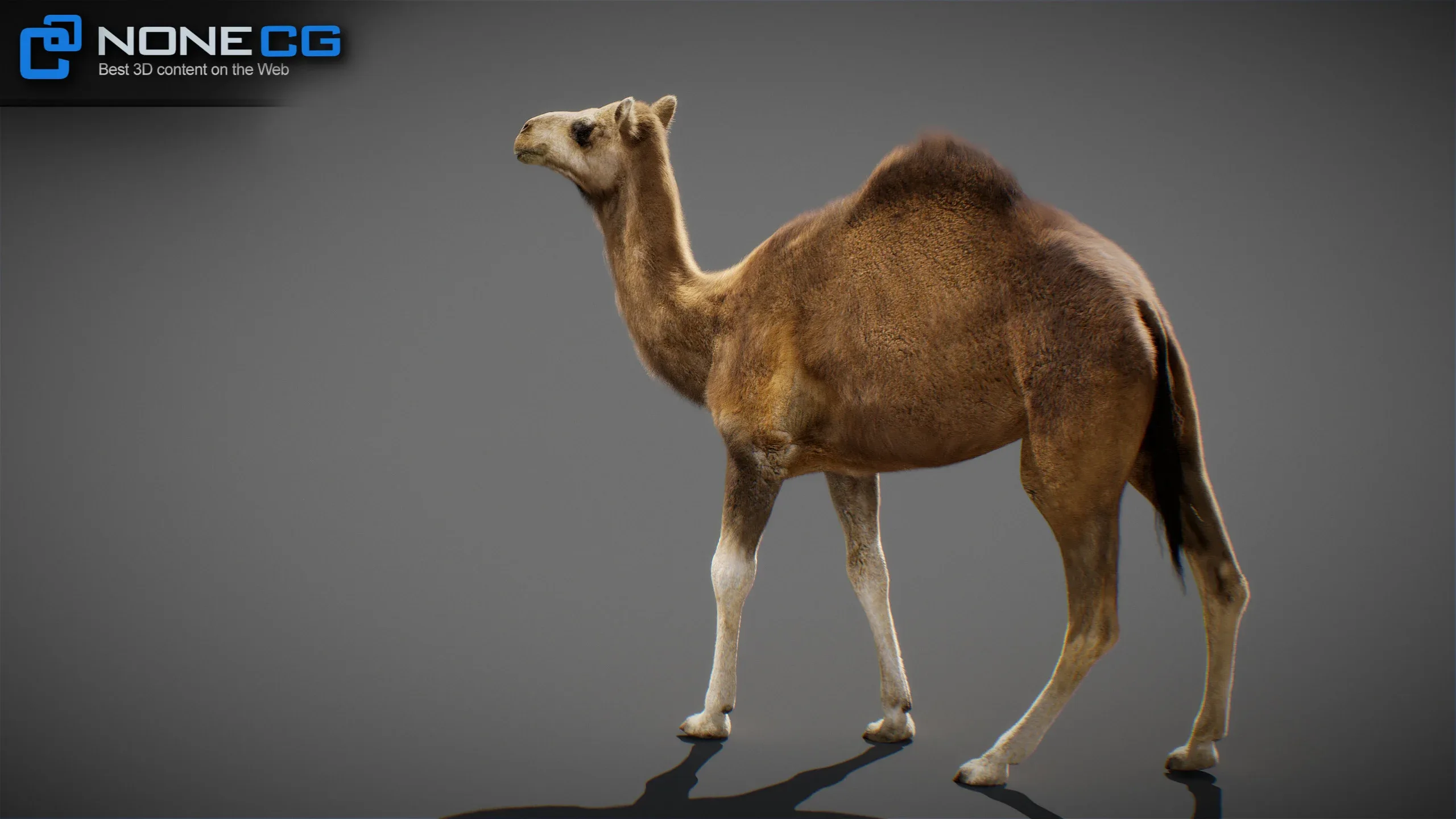 Animated Camel - FlippedNormals