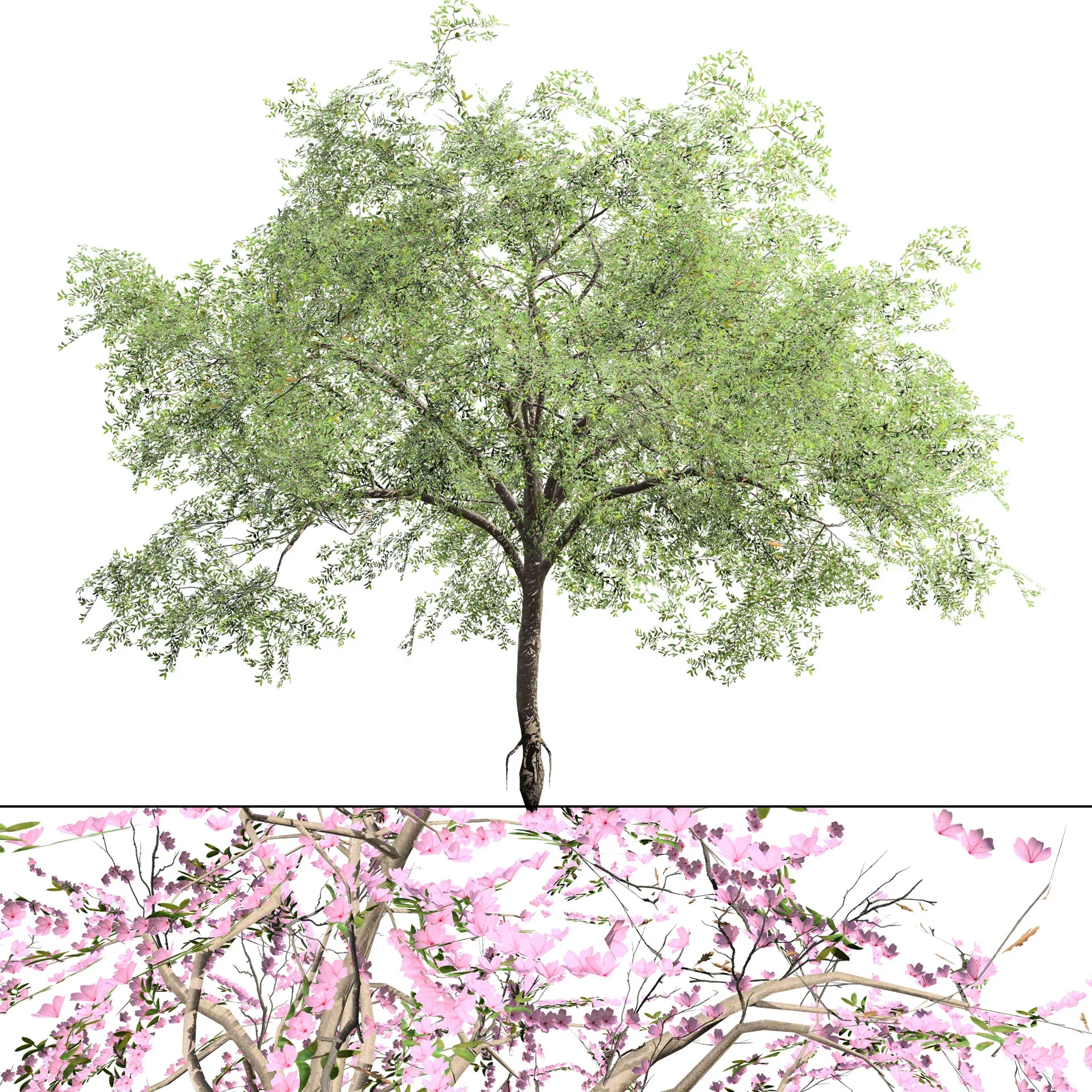 Almond Tree 3D Model - FlippedNormals
