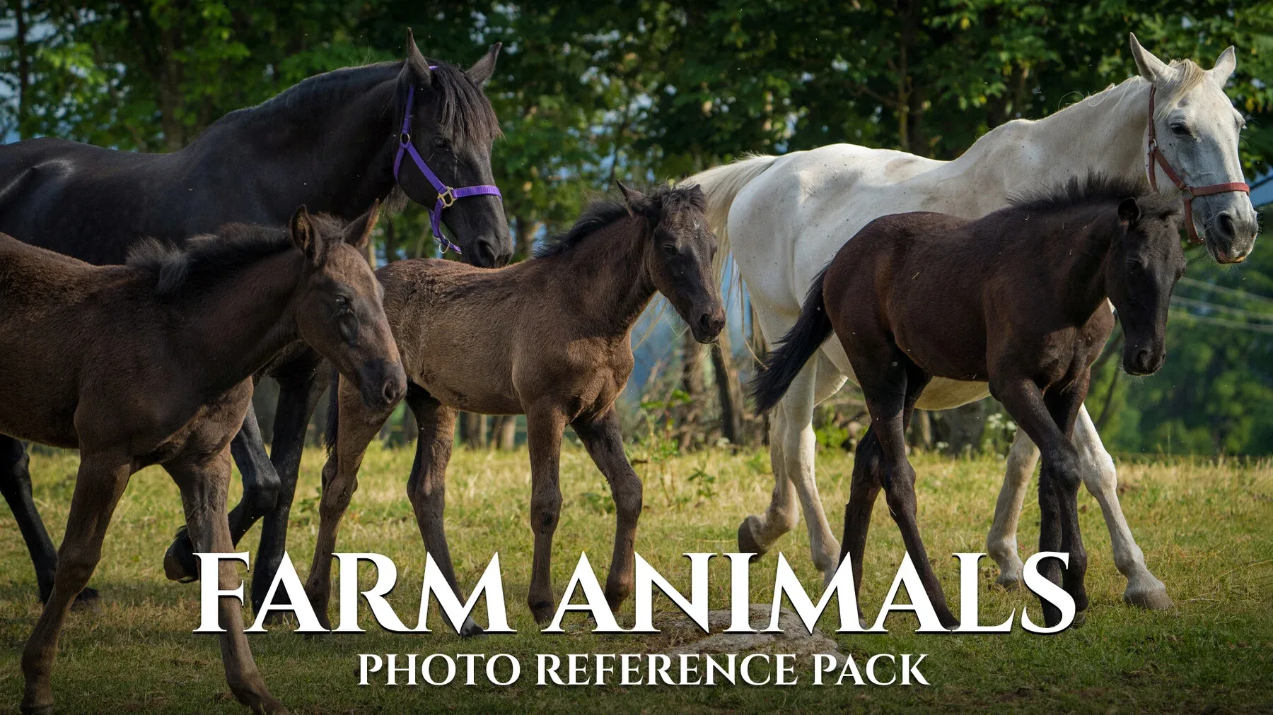 Farm Animals - Reference Photo - FlippedNormals