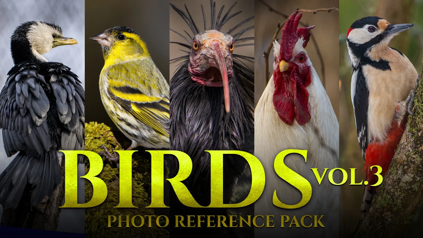 Birds Vol.3 - Reference Photo Pack - FlippedNormals