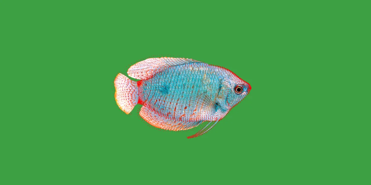 Gourami Freshwater Fish - FlippedNormals