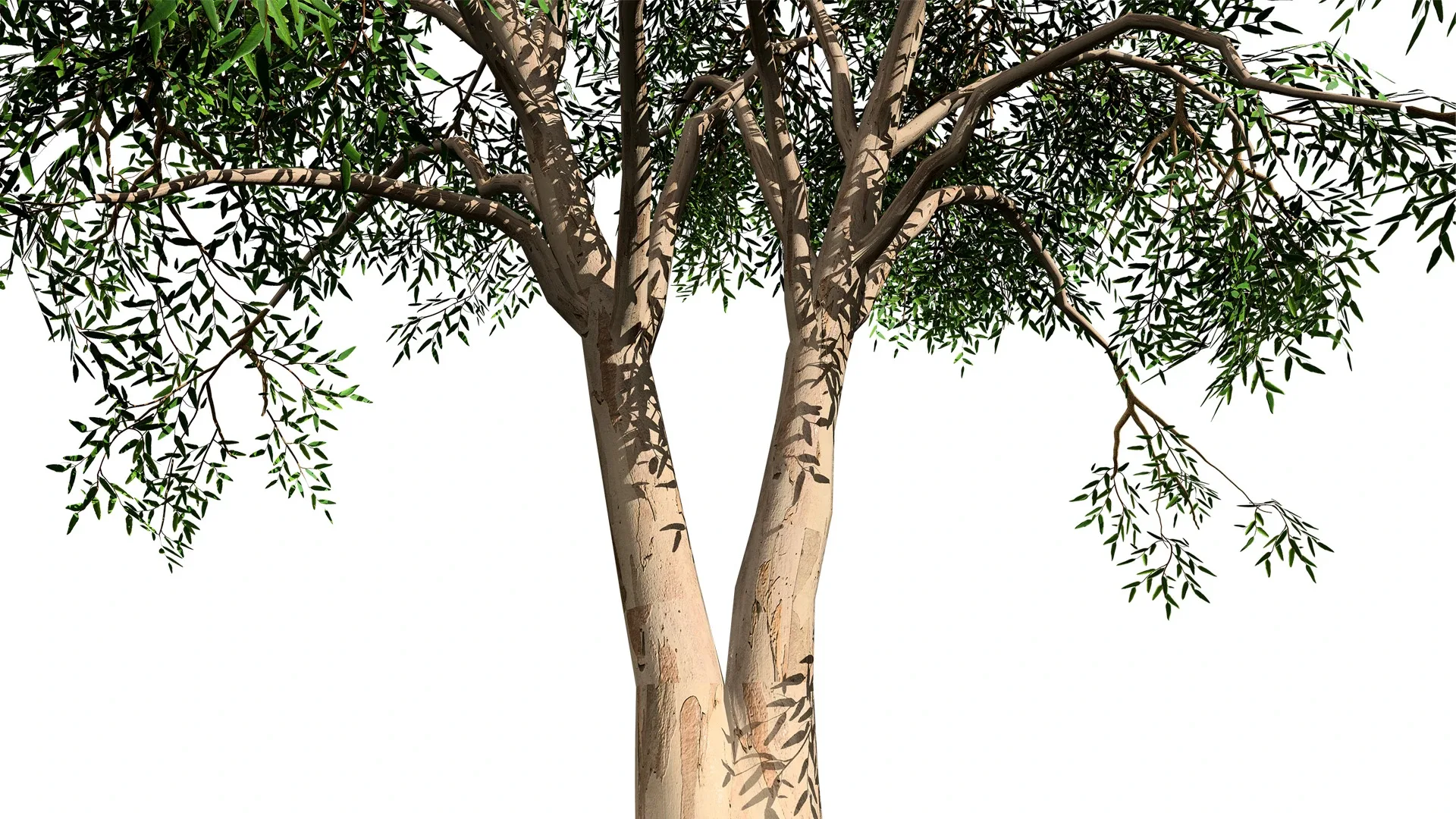 Realistic Eucalyptus Tree 3D Model - FlippedNormals