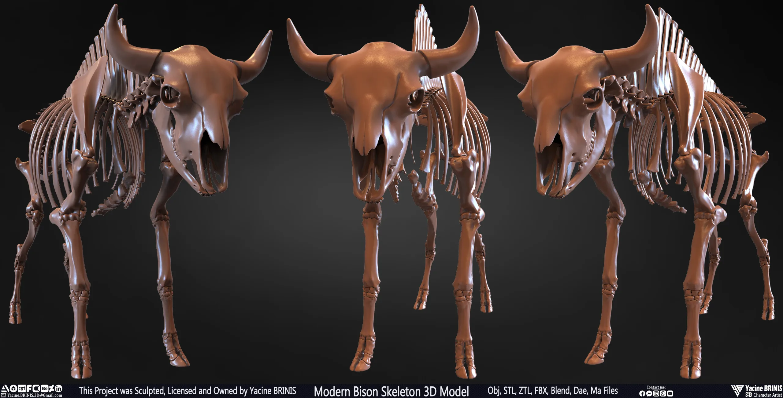 Modern Bison Skeleton 3D Model - FlippedNormals
