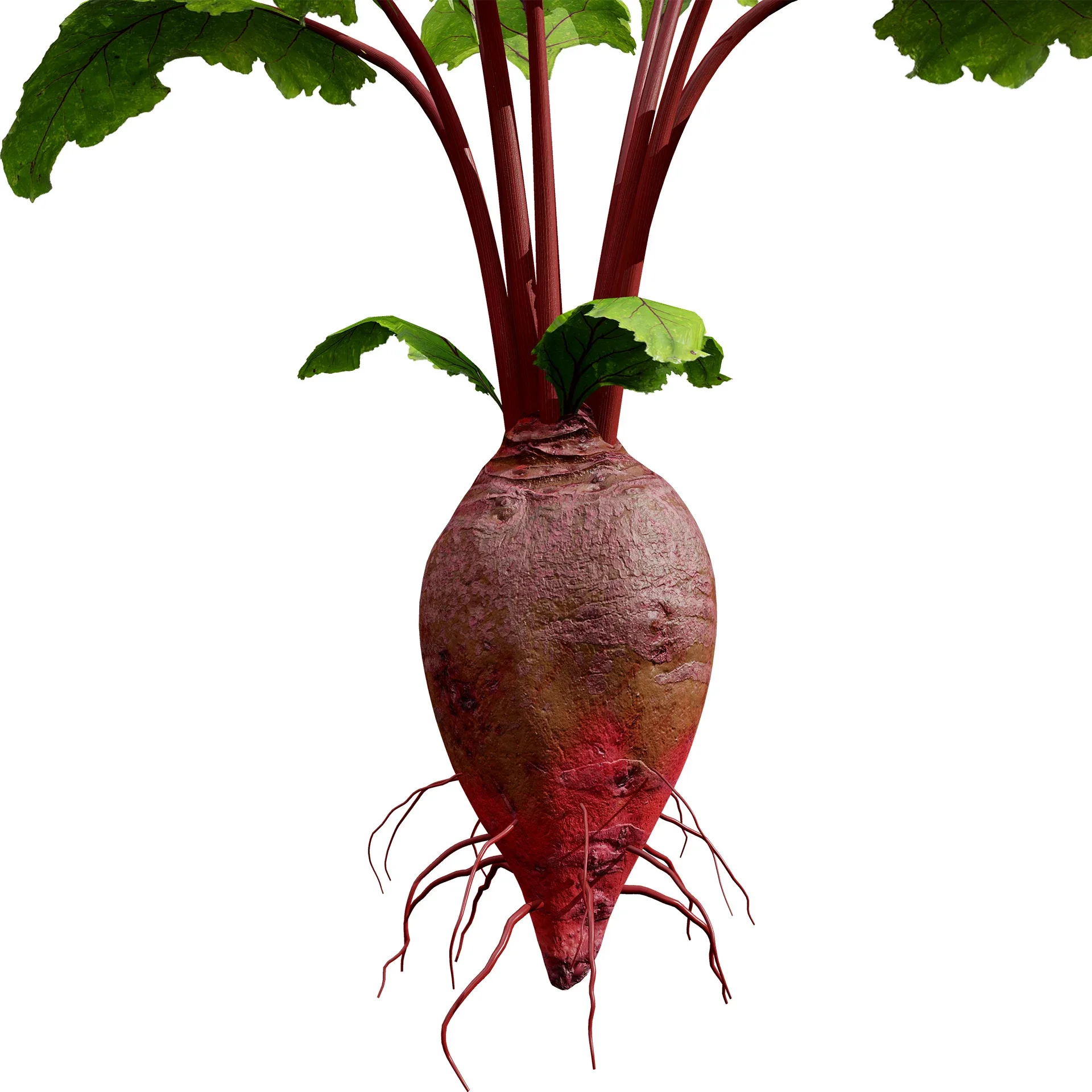 Beet Plant 3D Model - FlippedNormals
