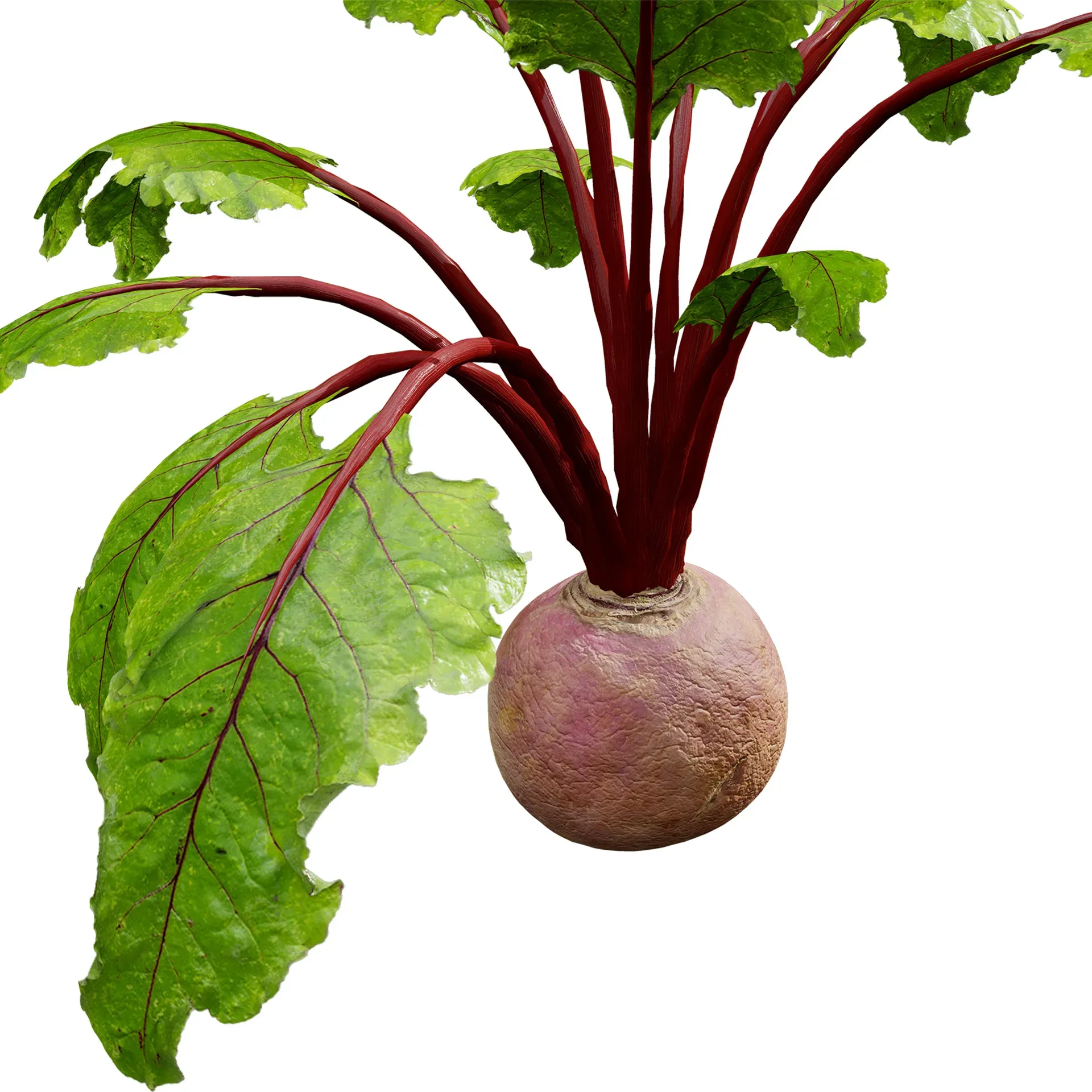 Beet Plant 3D Model - FlippedNormals