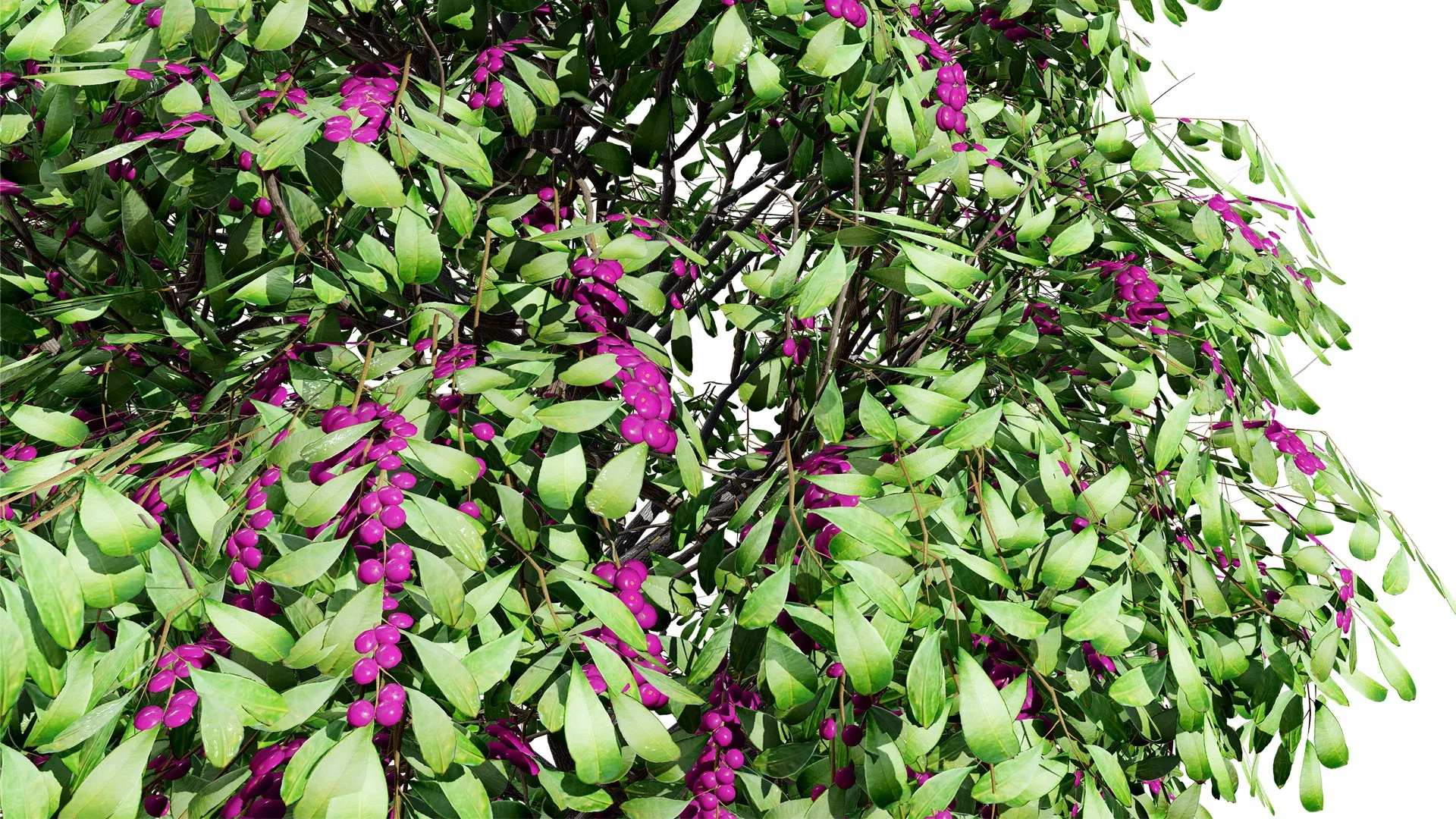 Australian Lilly Pilly Fruit Plant - FlippedNormals