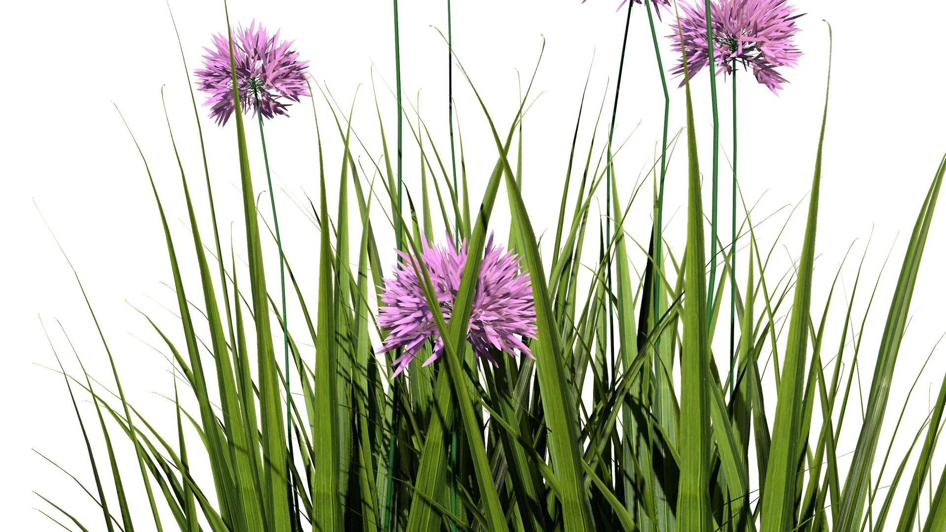 Flander Agapanthus Flowering Plants - FlippedNormals