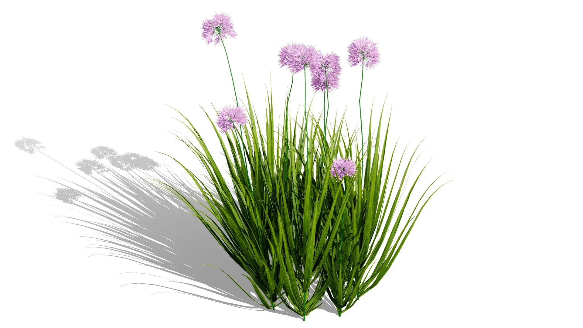 Flander Agapanthus Flowering Plants - FlippedNormals