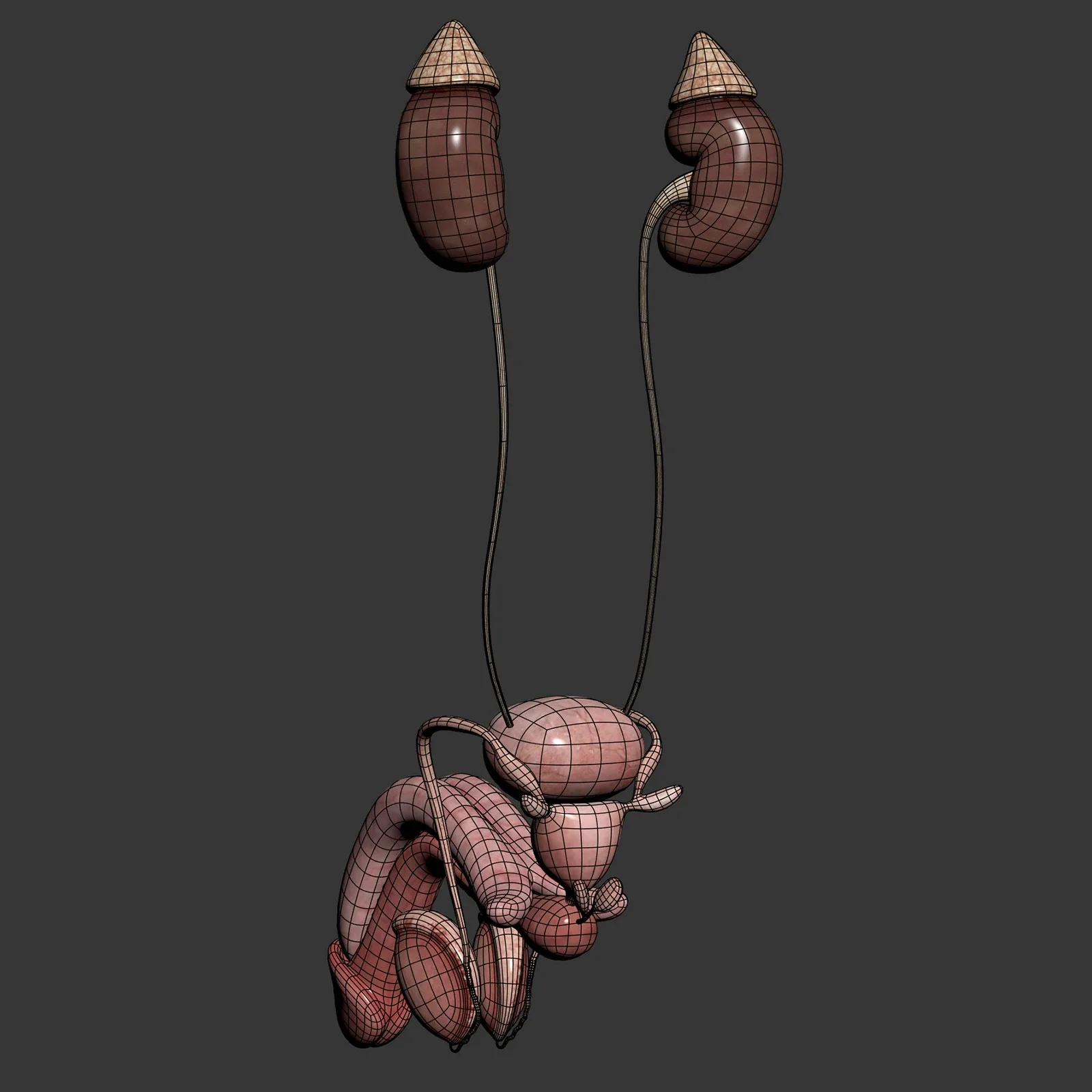 Human Male Urinary and Reproductive - FlippedNormals