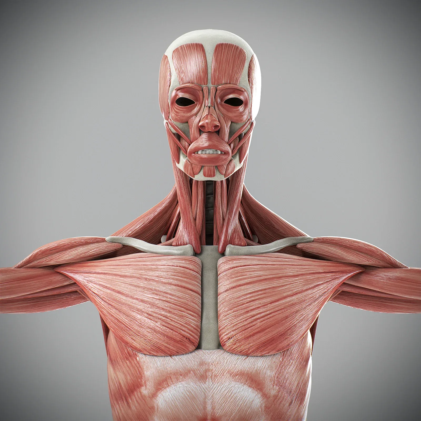 Human Male Skeletal and Muscular - FlippedNormals