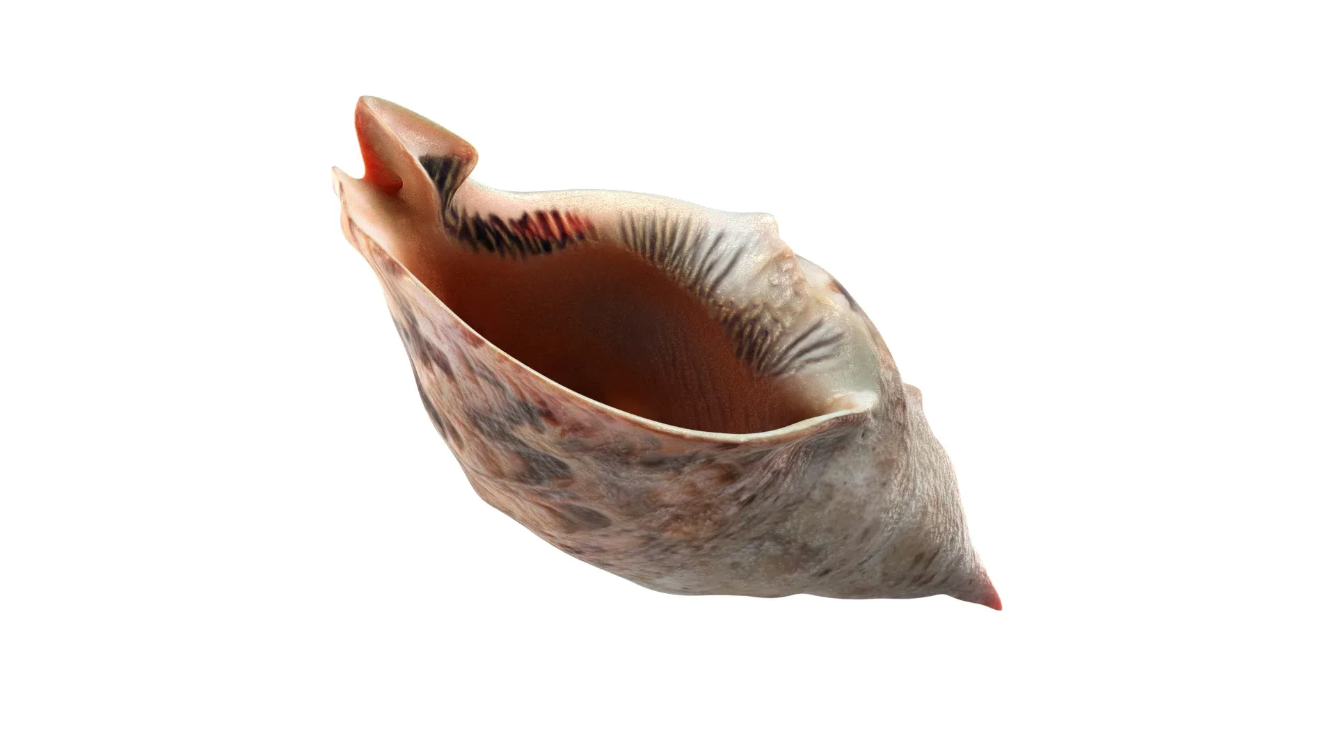 Conch shell v1 - FlippedNormals