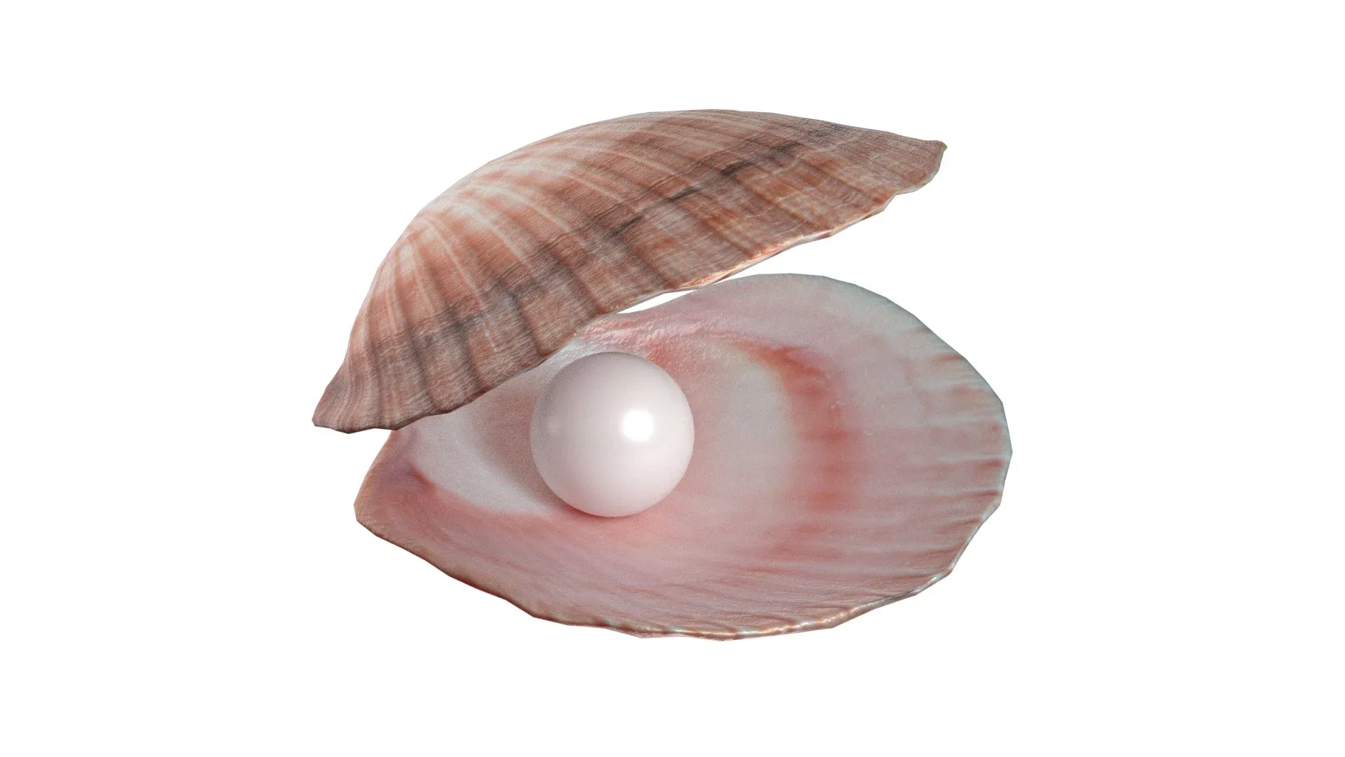 Conch shell pearl - FlippedNormals
