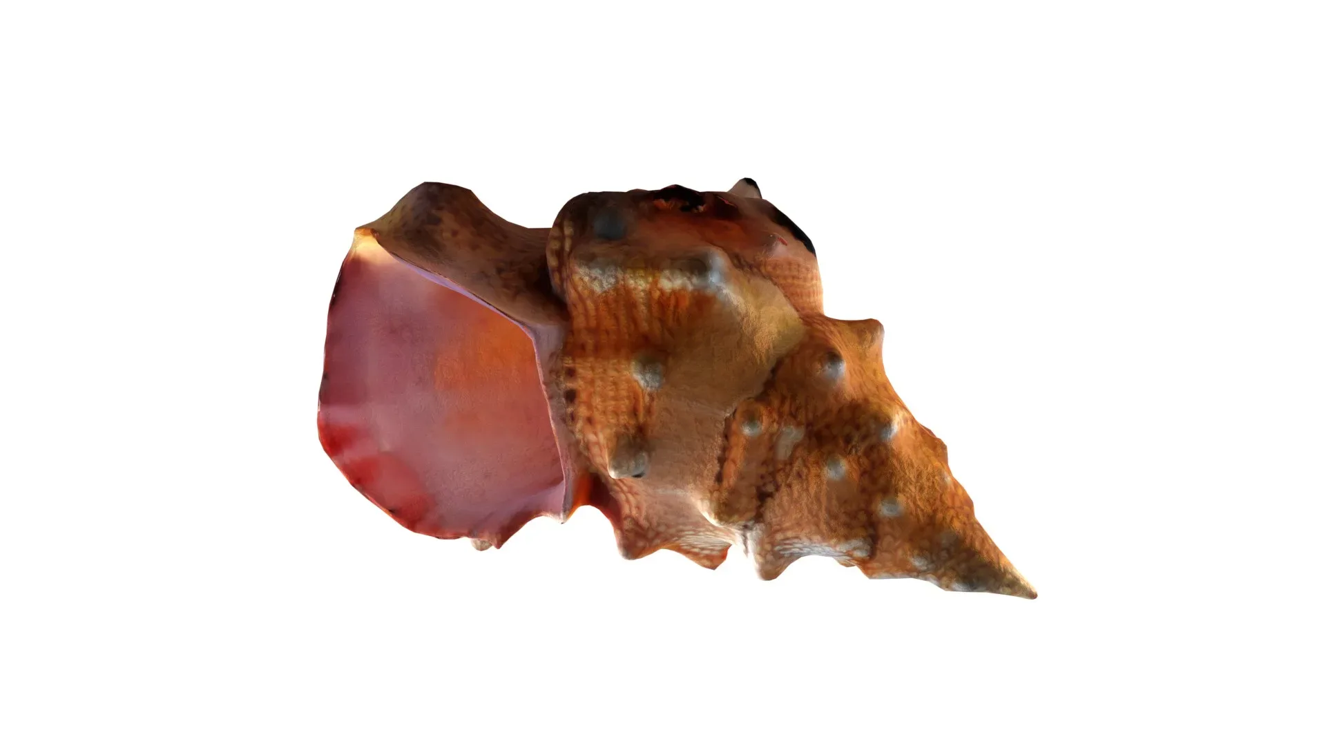 Conch shell v2 - FlippedNormals