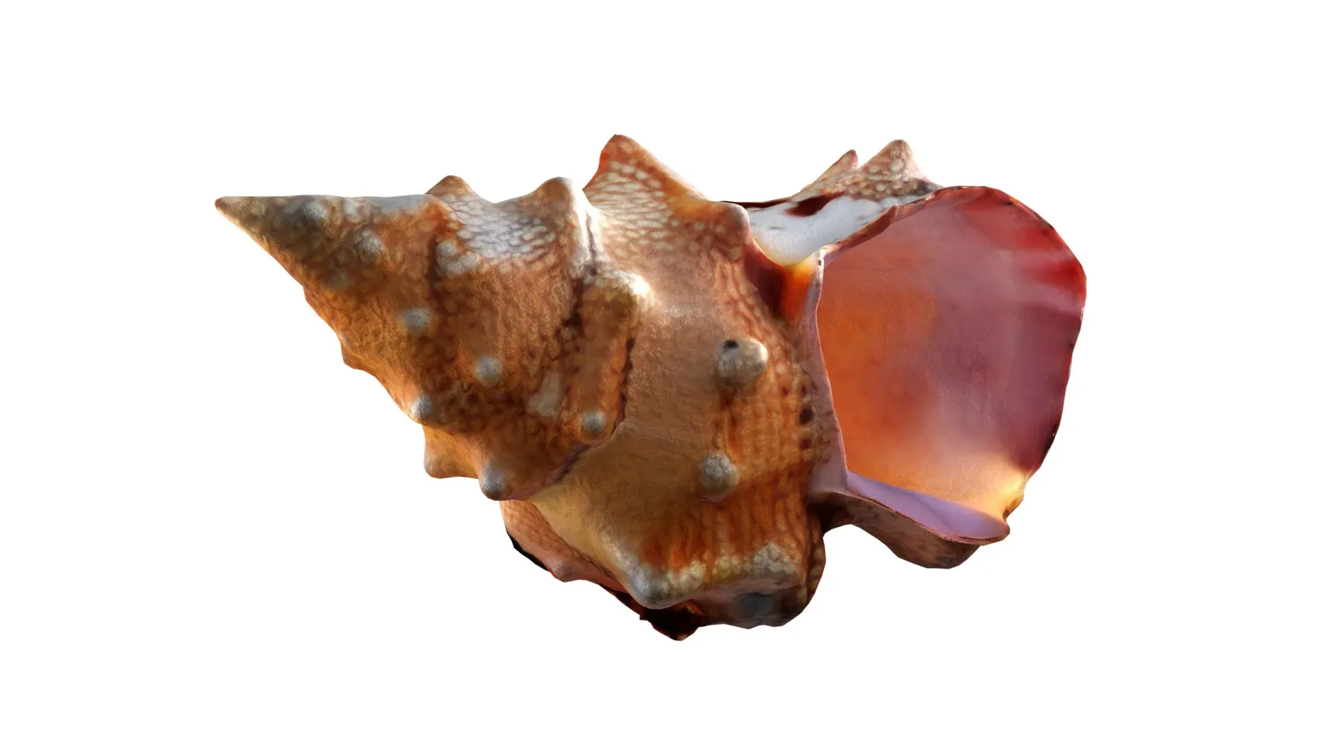 Conch shell v2 - FlippedNormals