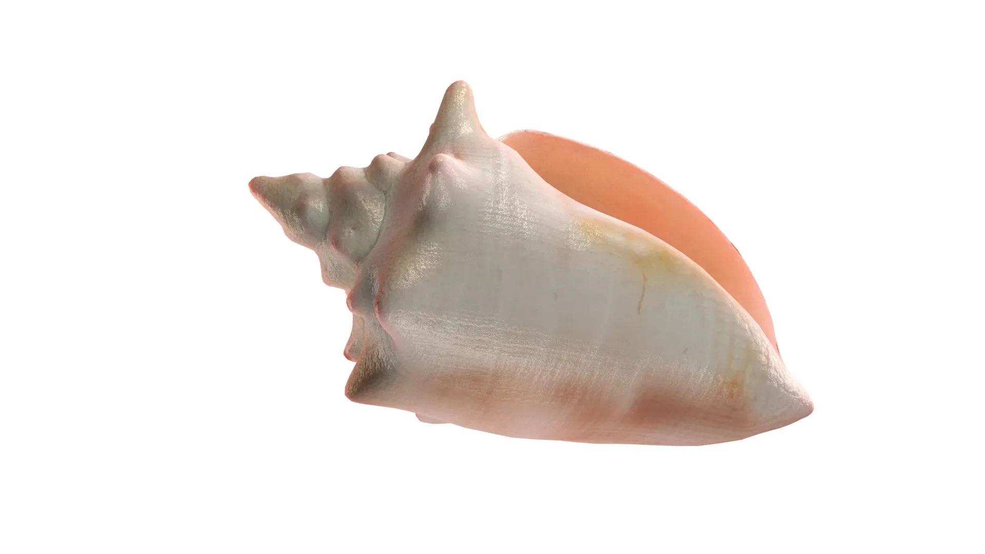 Conch shell v3 - FlippedNormals