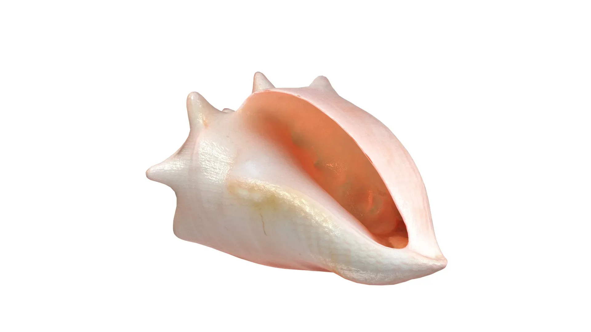 Conch shell v3 - FlippedNormals