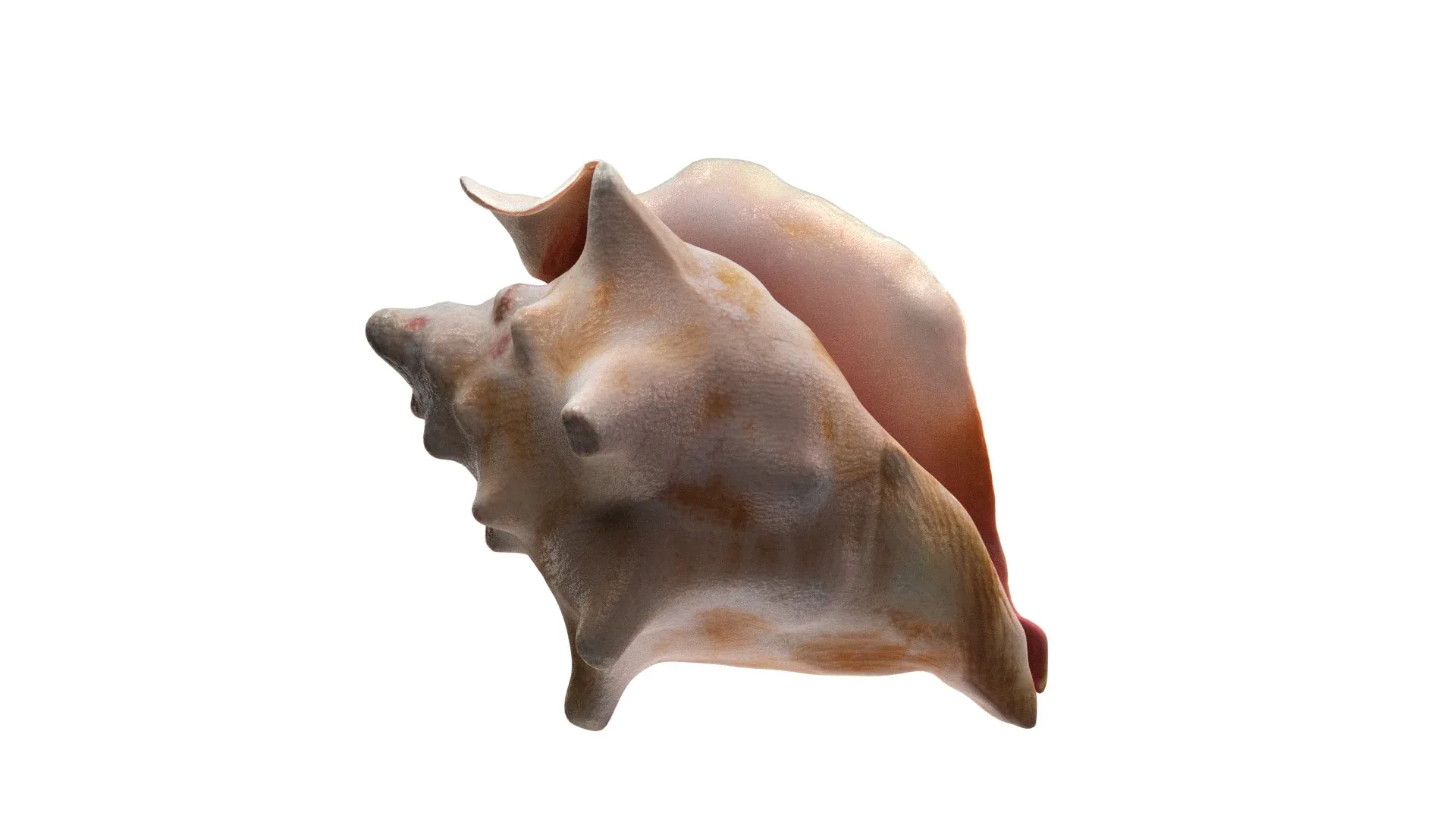 Conch shell v4 - FlippedNormals