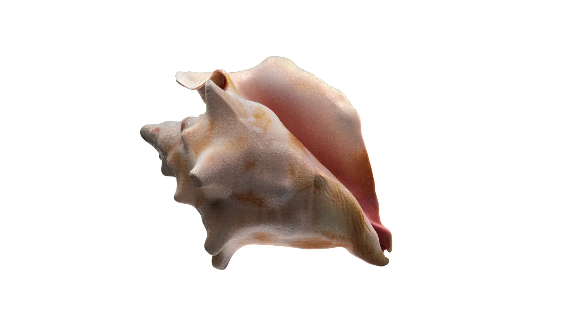 Conch shell v4 - FlippedNormals