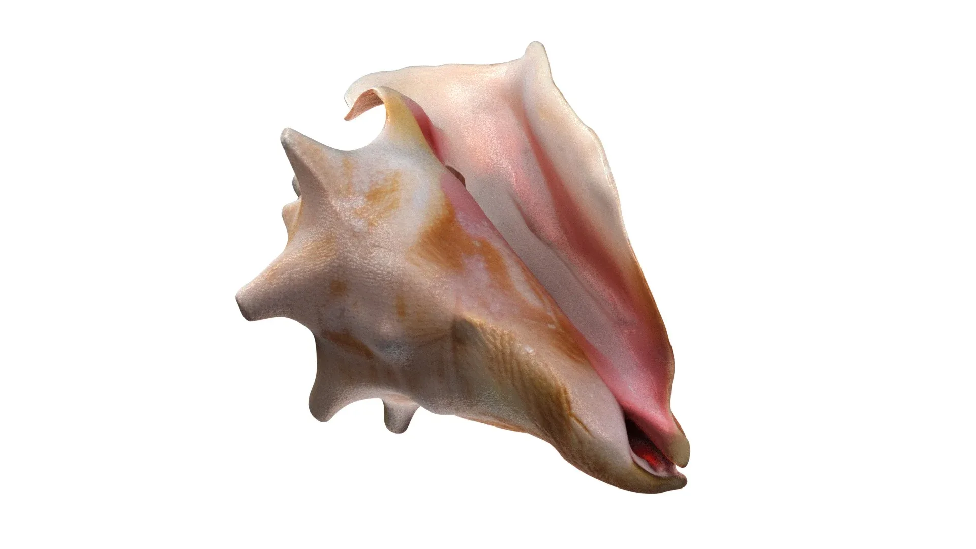 Conch shell v4 - FlippedNormals